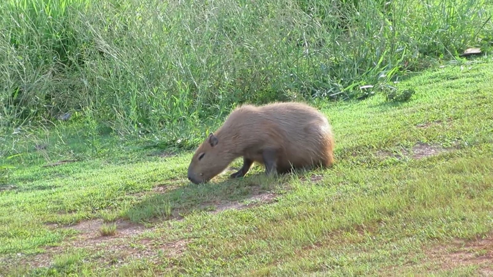 Capybara Animation Videos, Download The BEST Free 4k Stock Video ...