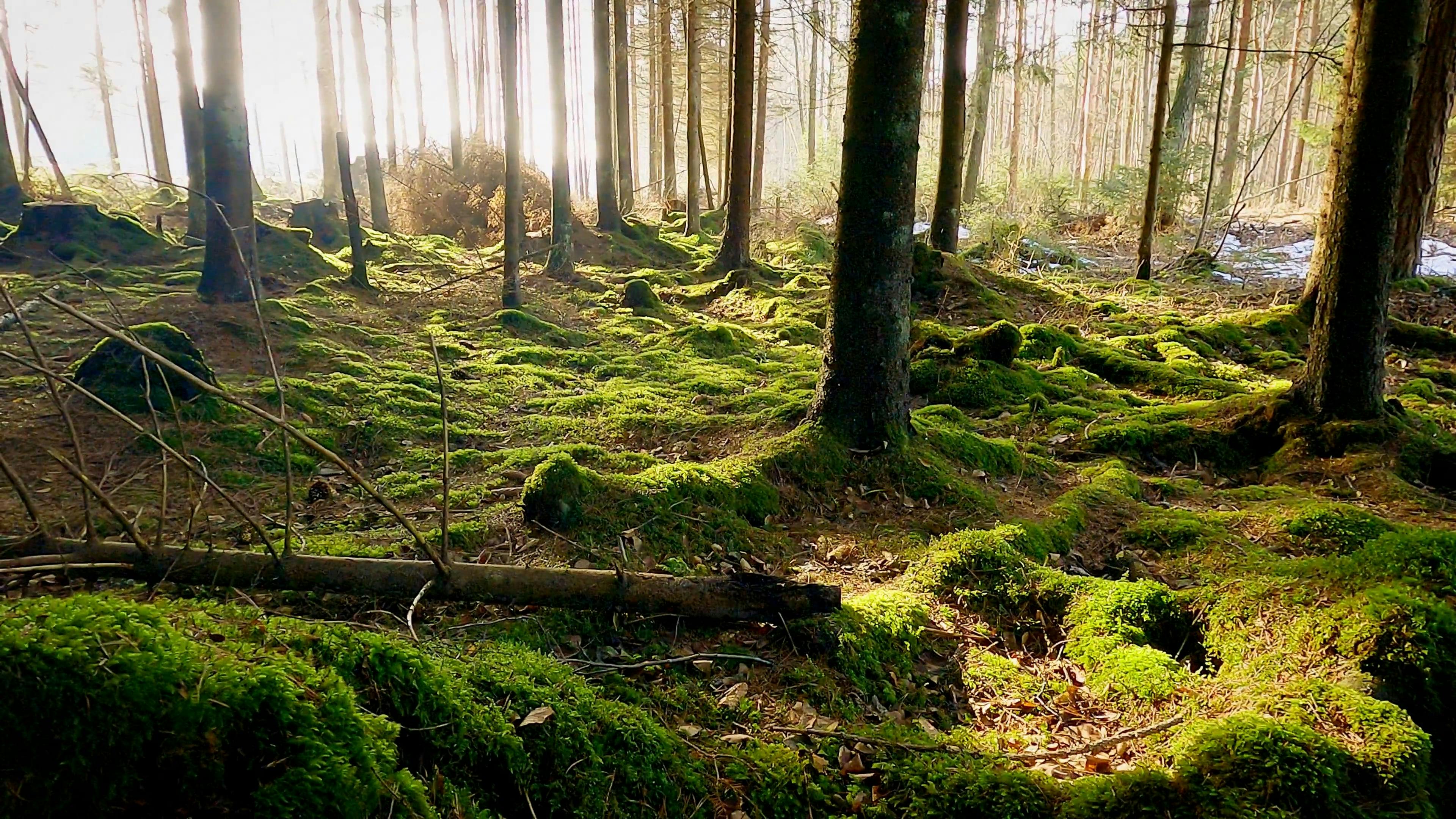 Tree Stumps in an Open Forest Area Free Stock Video Footage, Royalty ...