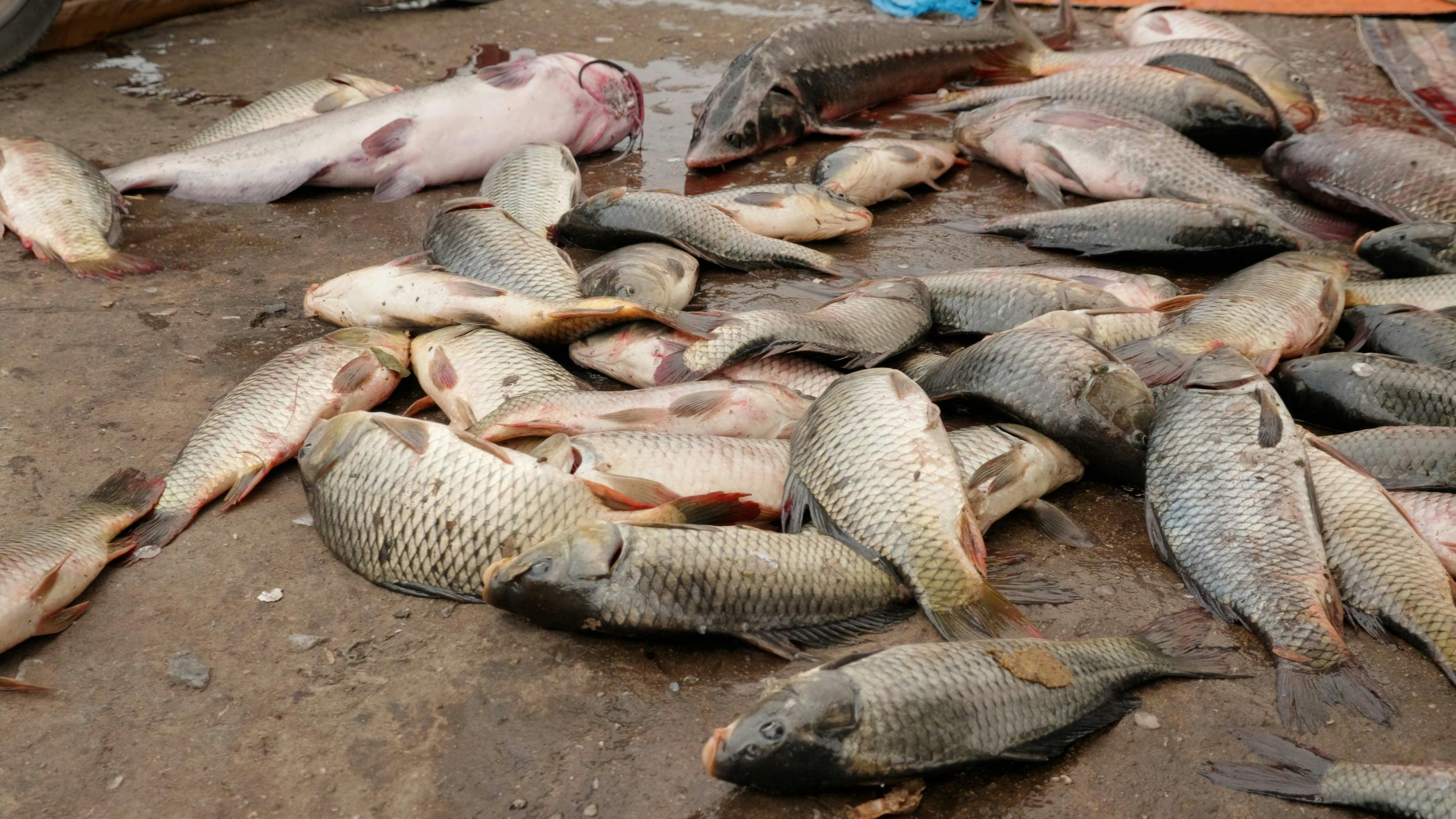 Fish in Market Free Stock Video Footage, Royalty-Free 4K & HD Video Clip