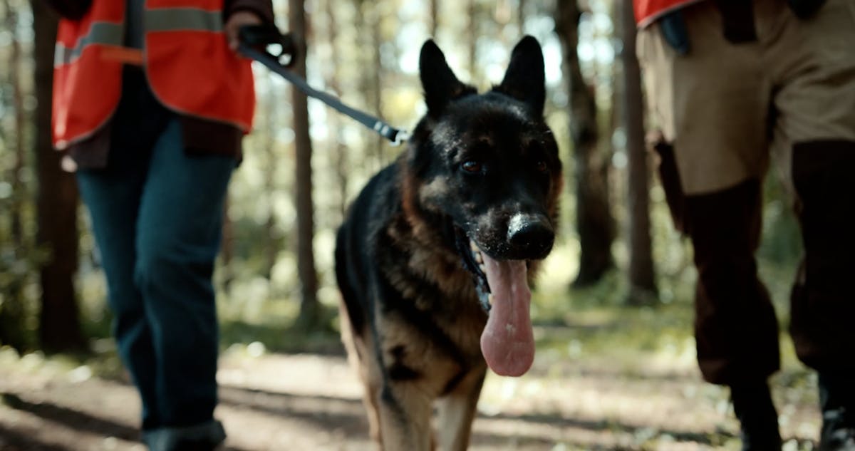 K9 Dog Videos, Download The BEST Free 4k Stock Video Footage & K9 Dog ...