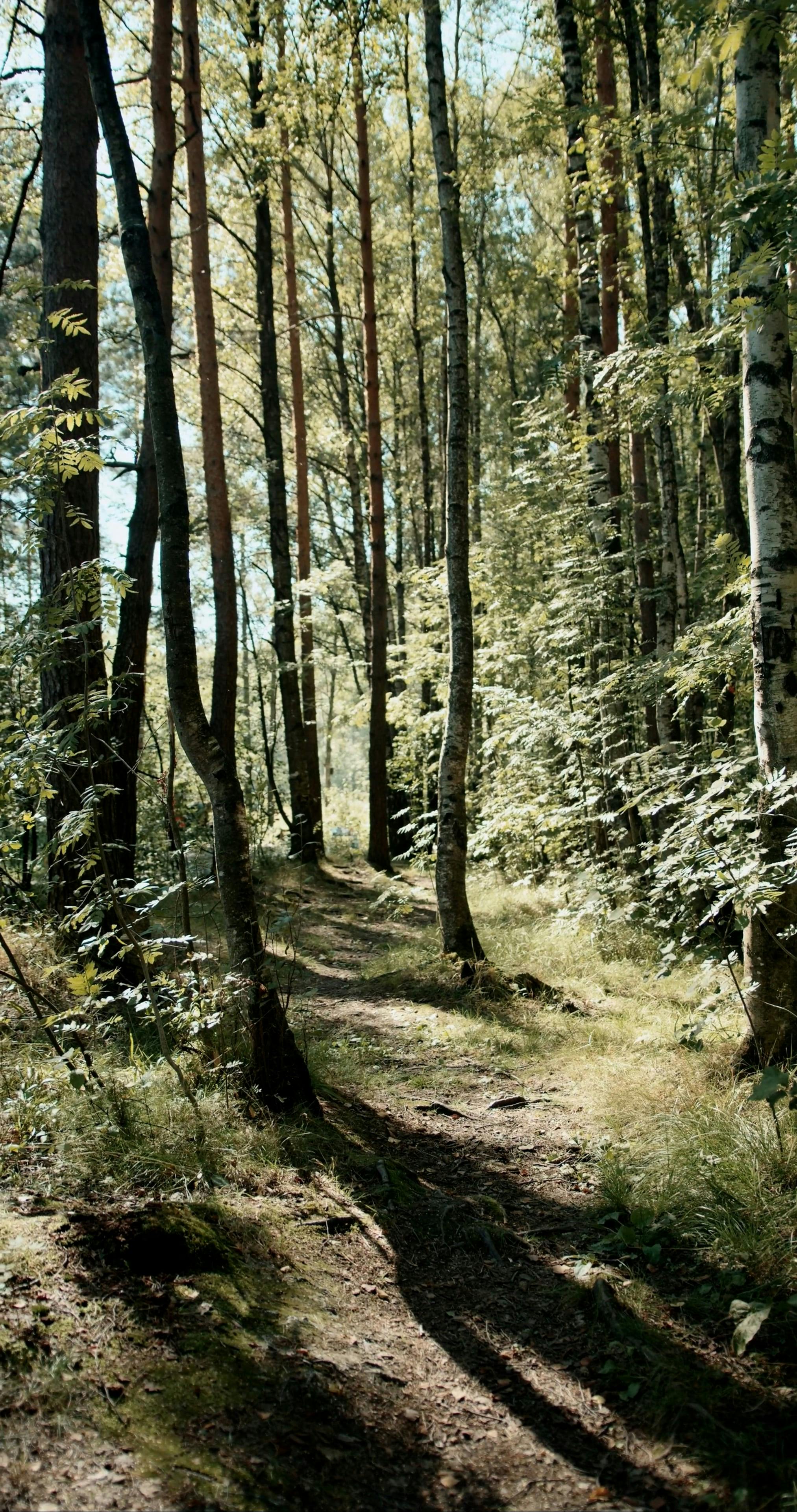 Serene Stroll in a Lush Autumn Forest Free Stock Video Footage, Royalty ...