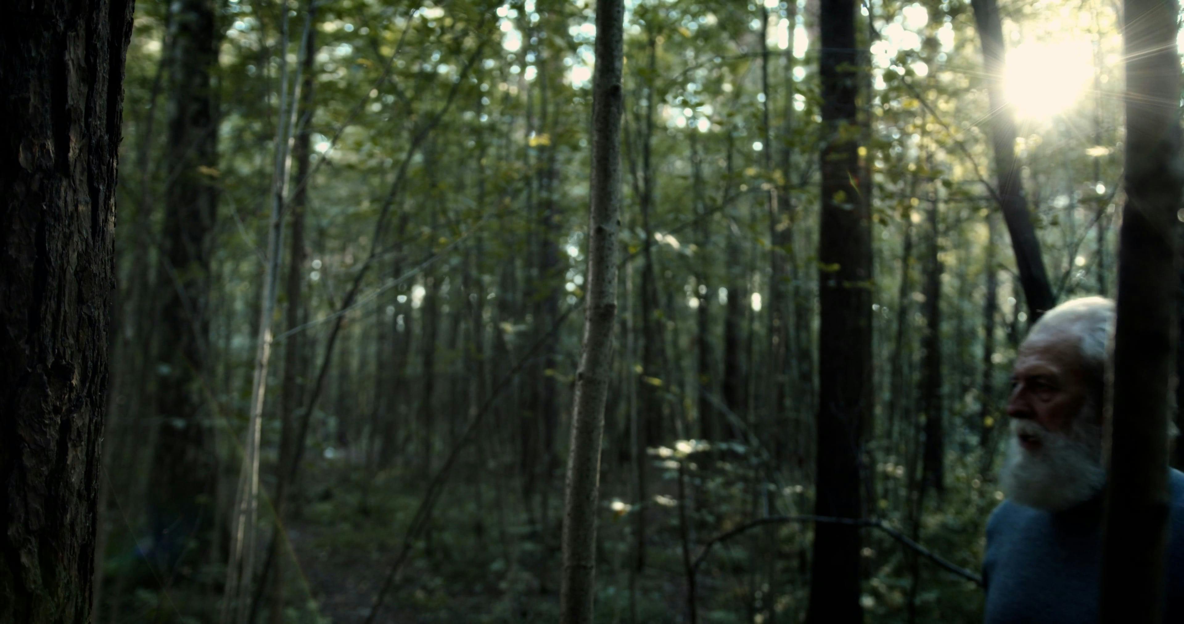 Scared Lost Man in the Forest Free Stock Video Footage, Royalty-Free 4K ...