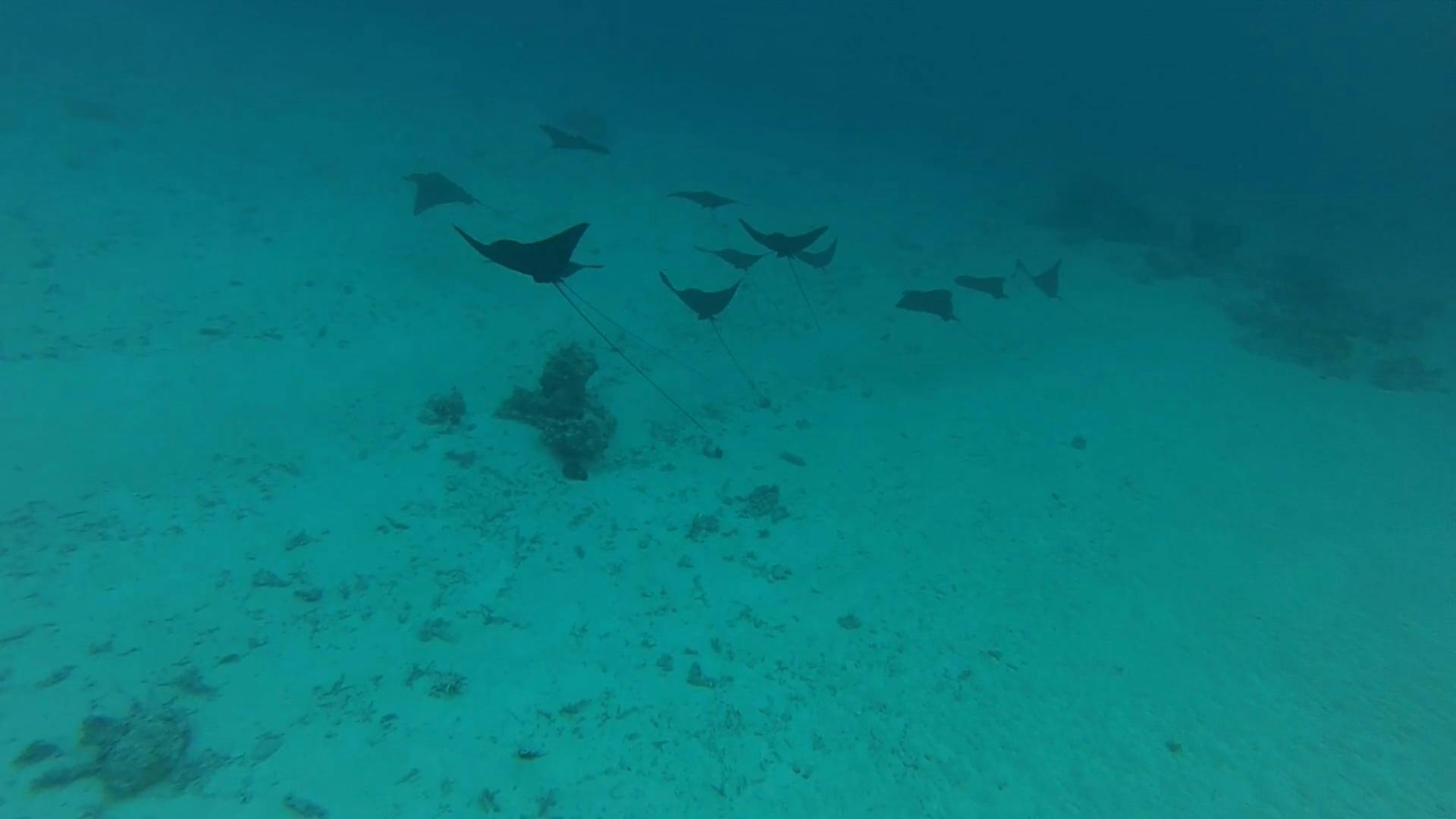 Stingrays Under Water Free Stock Video Footage, Royalty-Free 4K & HD ...