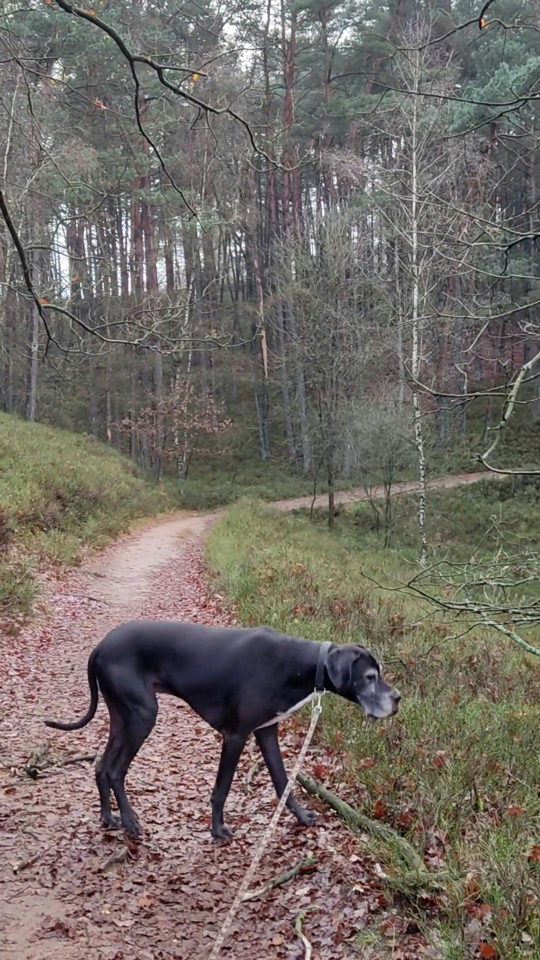 Great Dane Videos, Download The BEST Free 4k Stock Video Footage ...