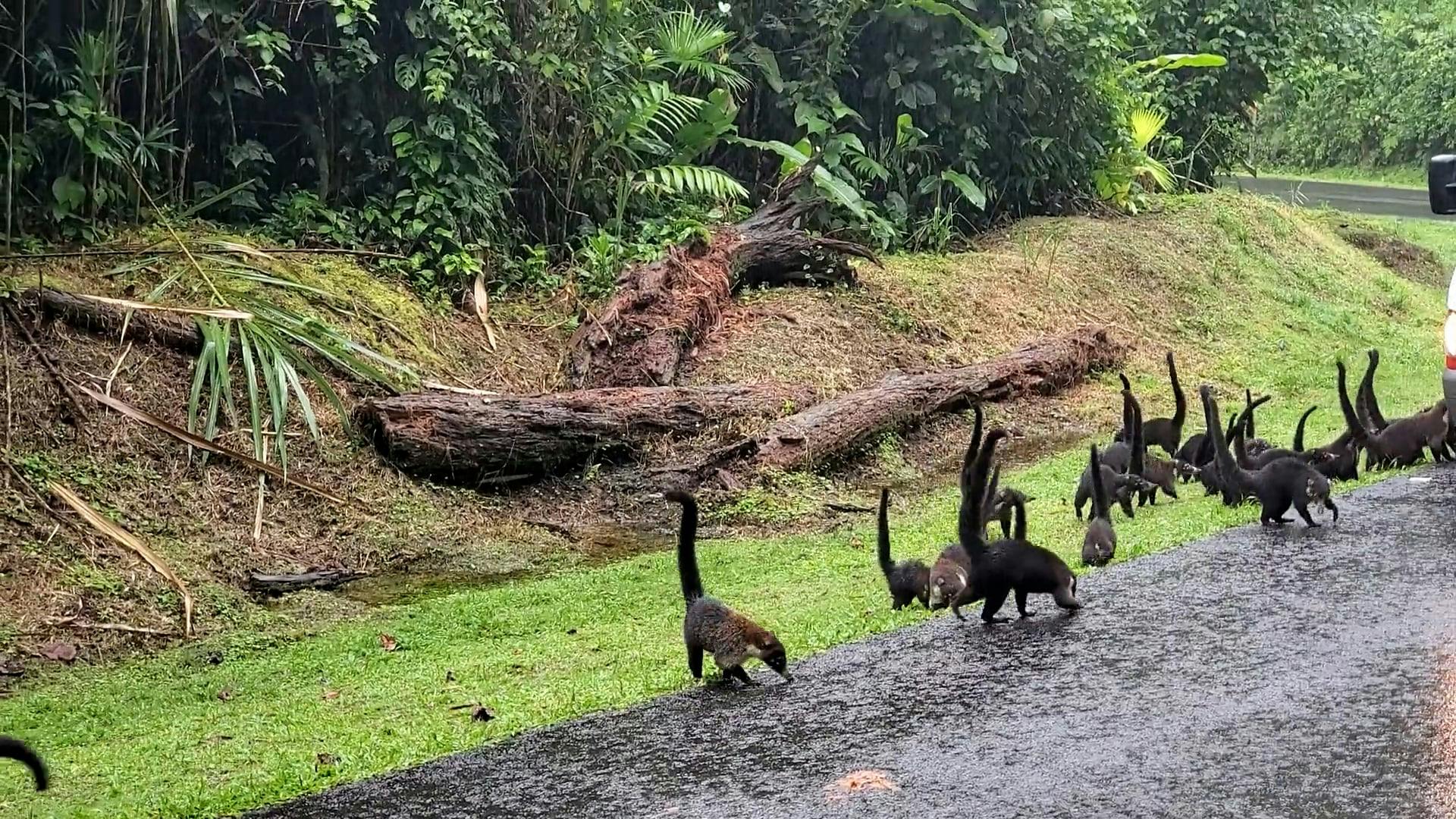Group of White Nose Coatis on Road · Free Stock Video