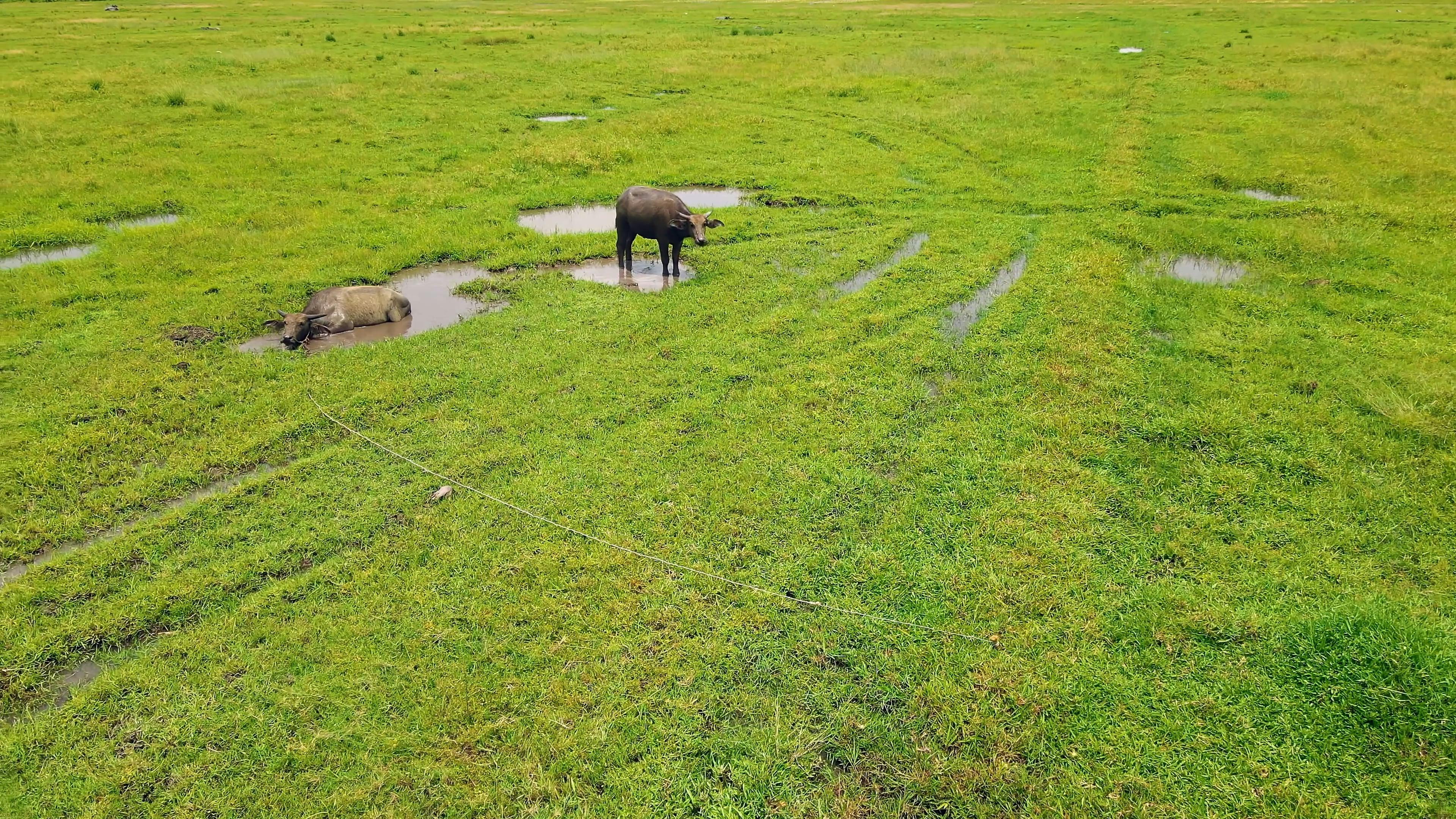Cows on Marsh Pasture Free Stock Video Footage, Royalty-Free 4K & HD ...