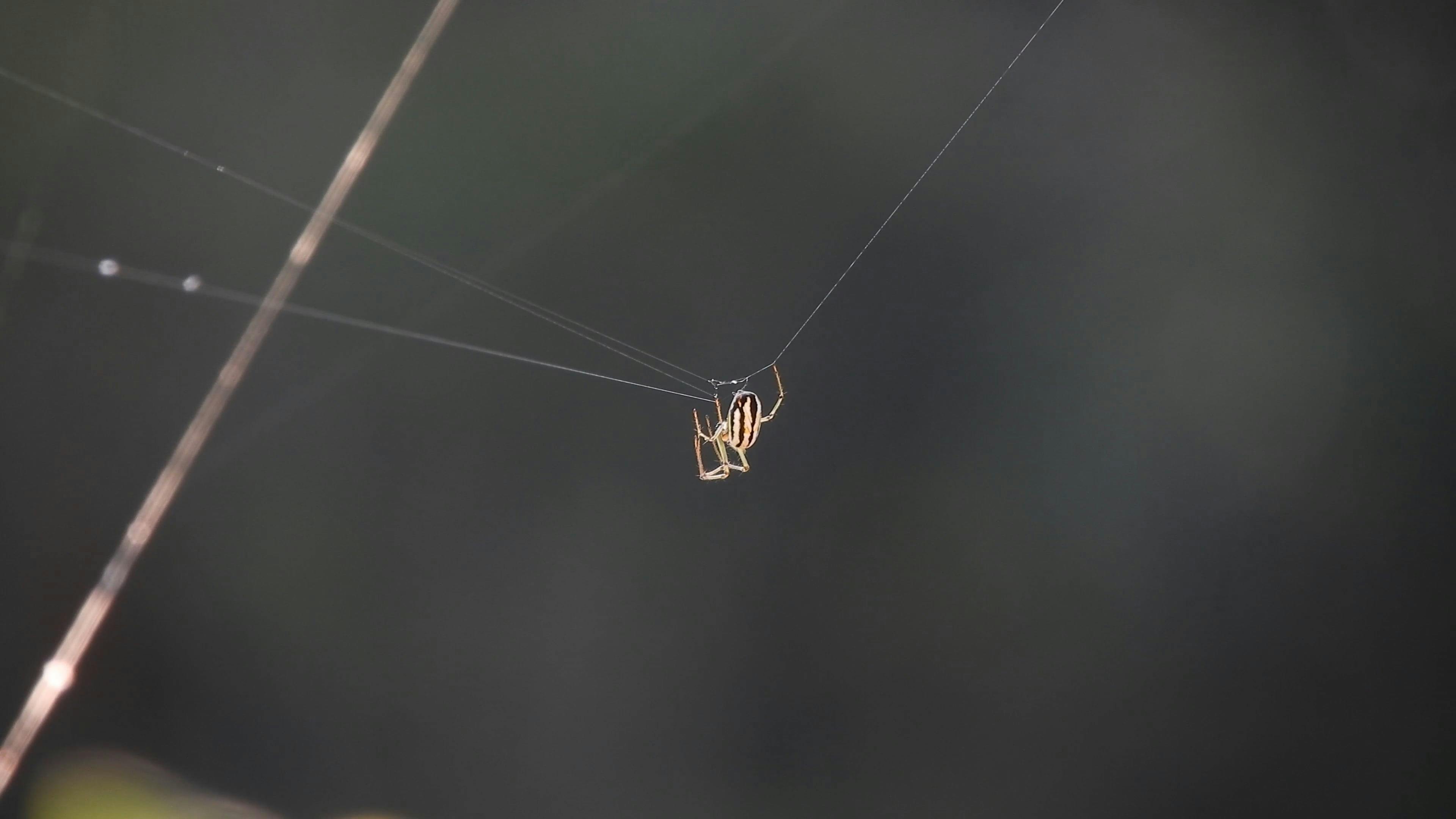 Web Crawler Videos, Download The BEST Free 4k Stock Video Footage & Web ...