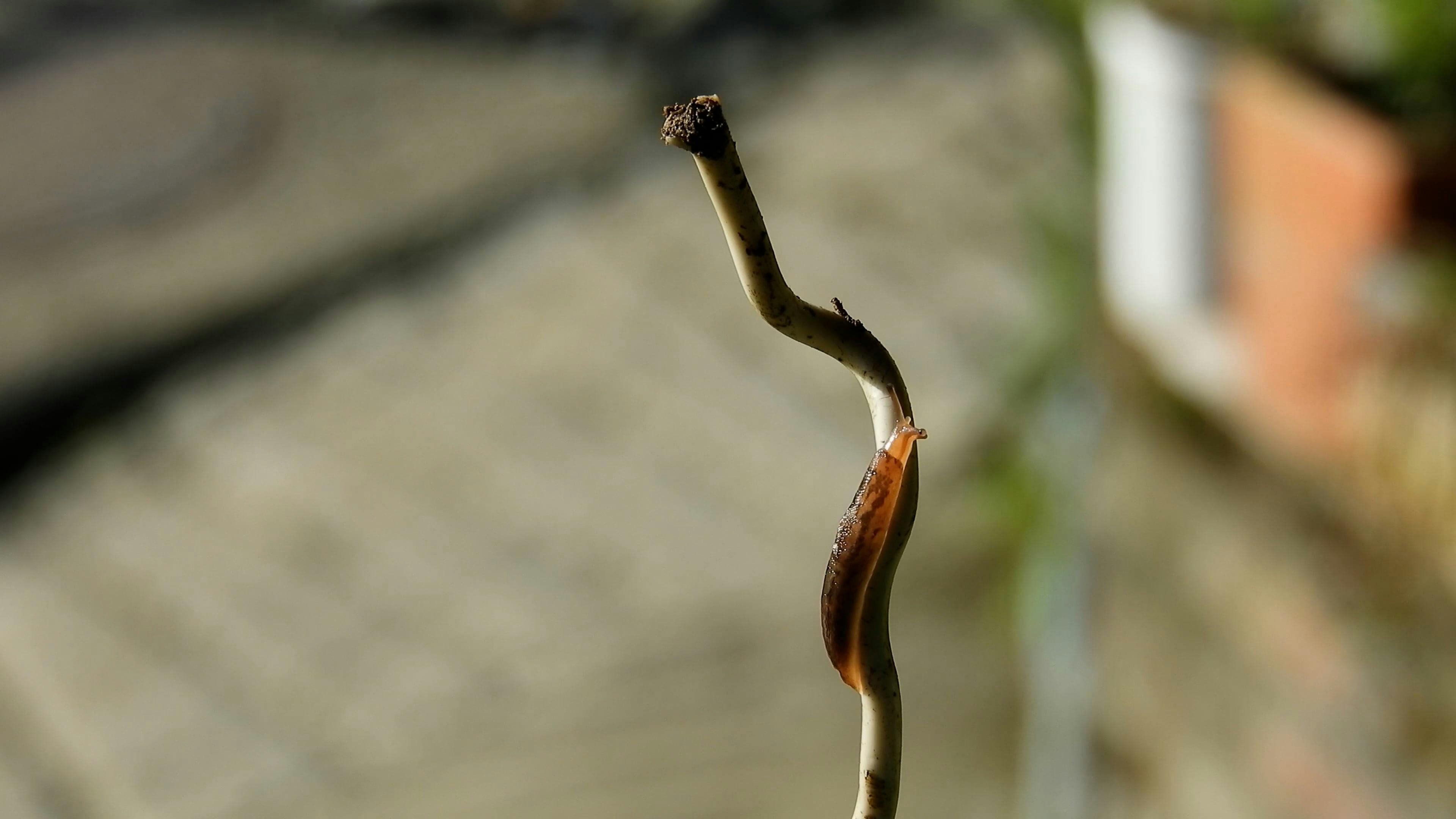 Slug Moving up Plant Free Stock Video Footage, Royalty-Free 4K & HD ...