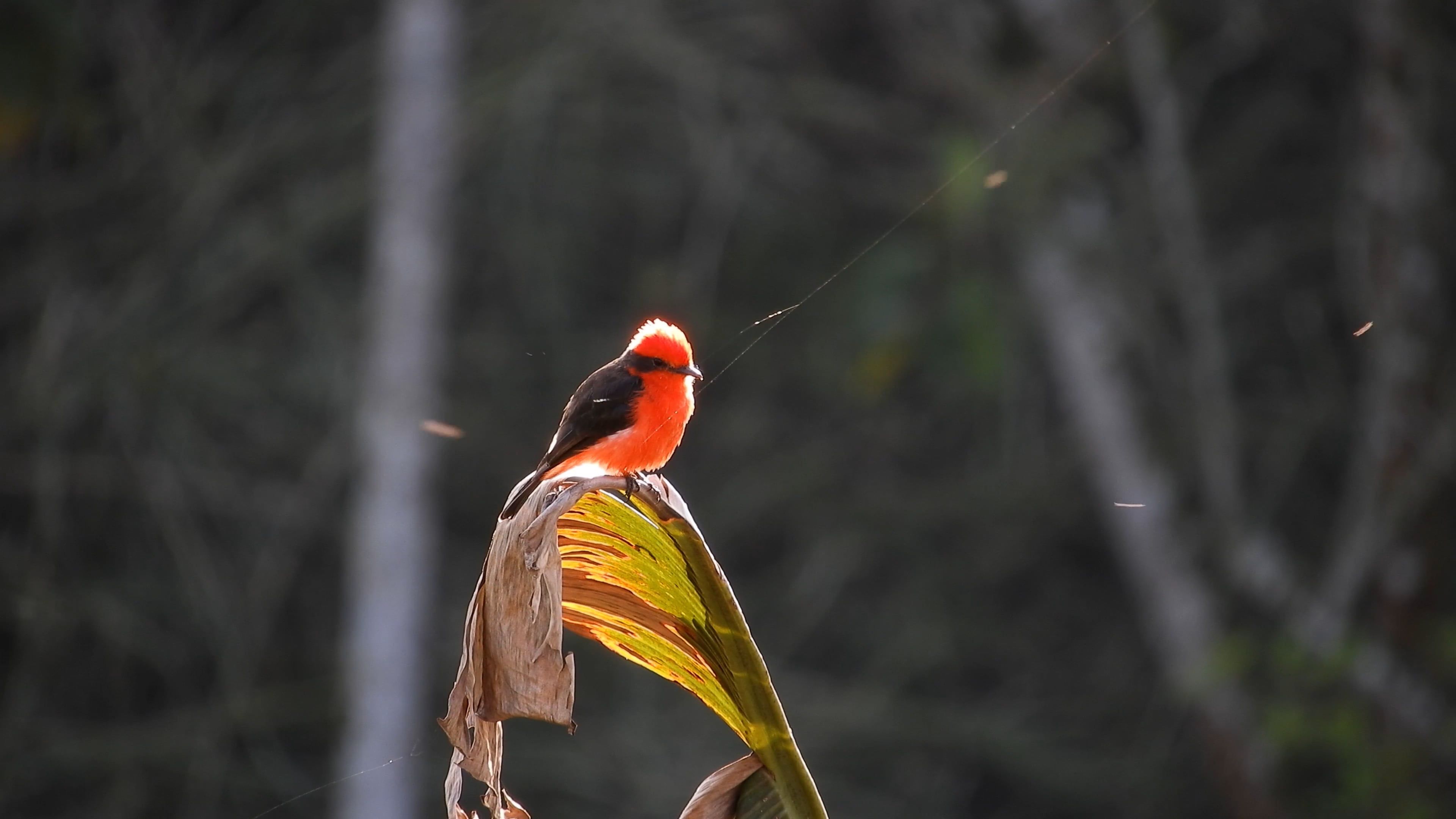 Insects Flying around Bird Free Stock Video Footage, Royalty-Free 4K ...