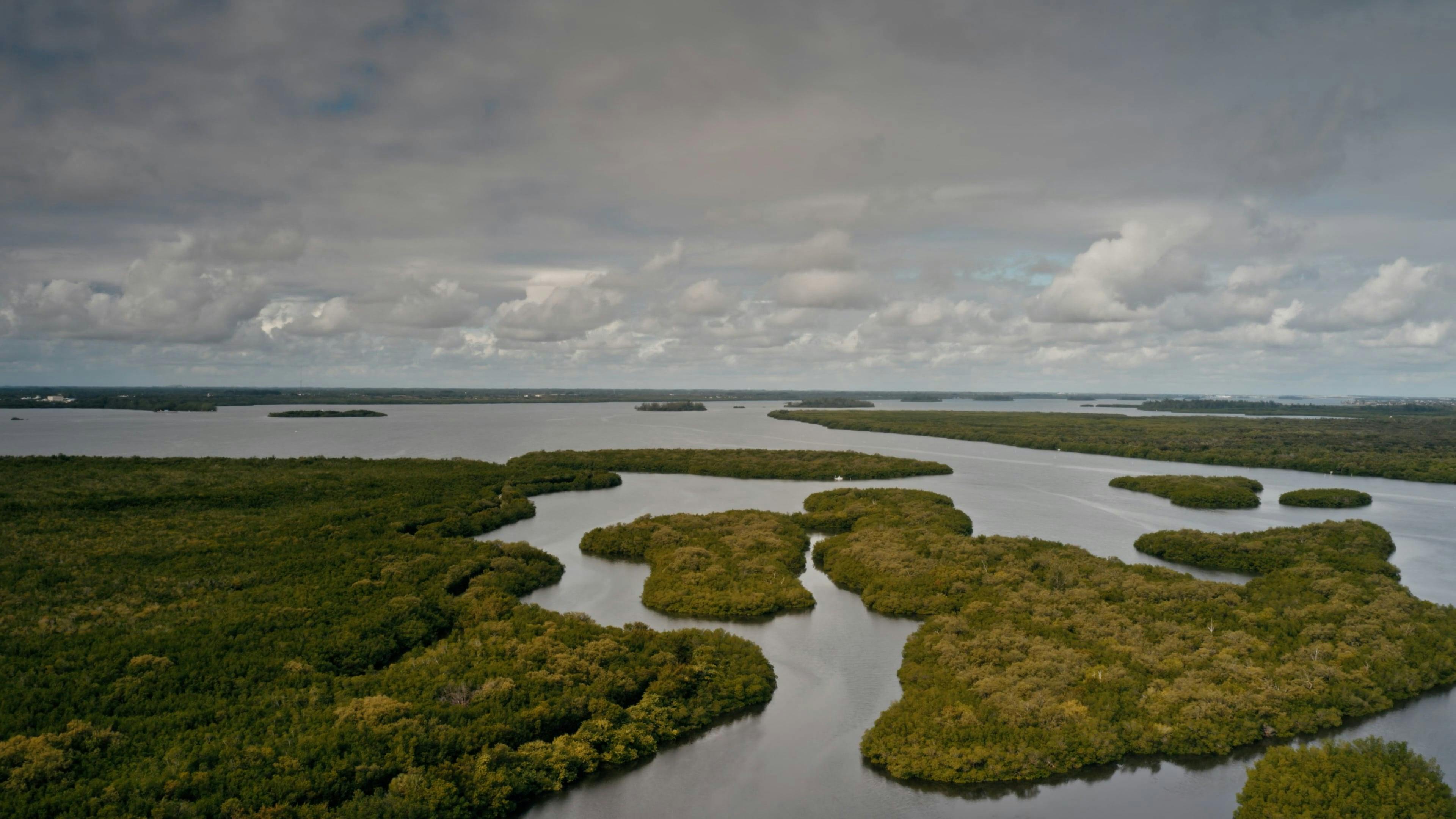 Aerial View of Seaside Dense Forests Free Stock Video Footage, Royalty ...