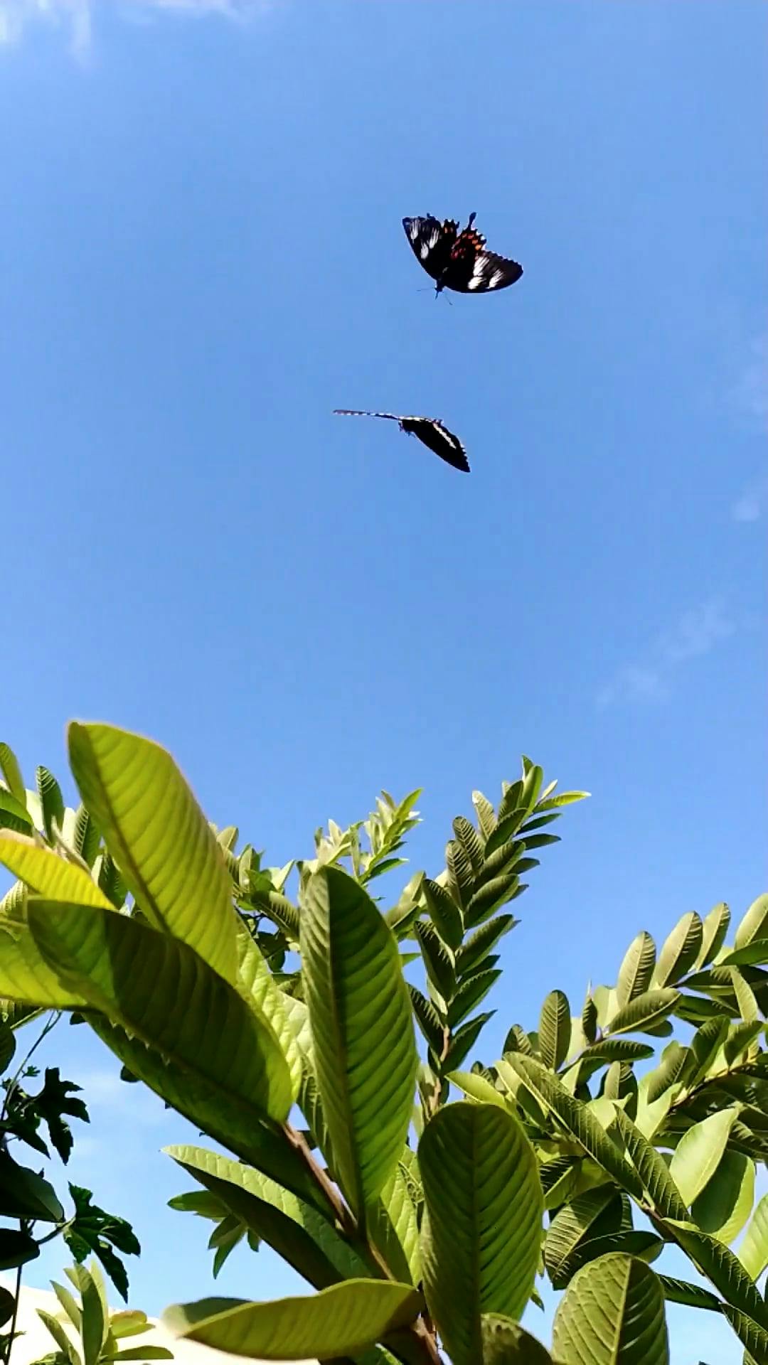 Two Butterflies Flying Together