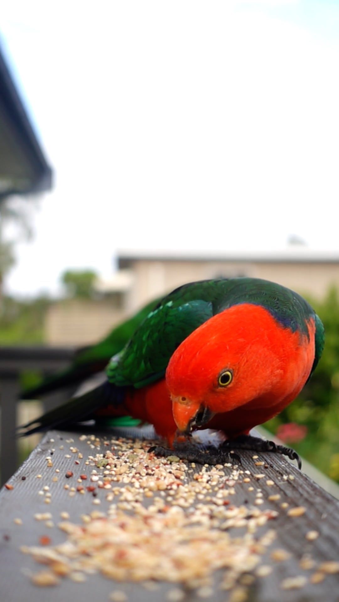 Parrot Videos, Download The BEST Free 4k Stock Video Footage & Parrot ...