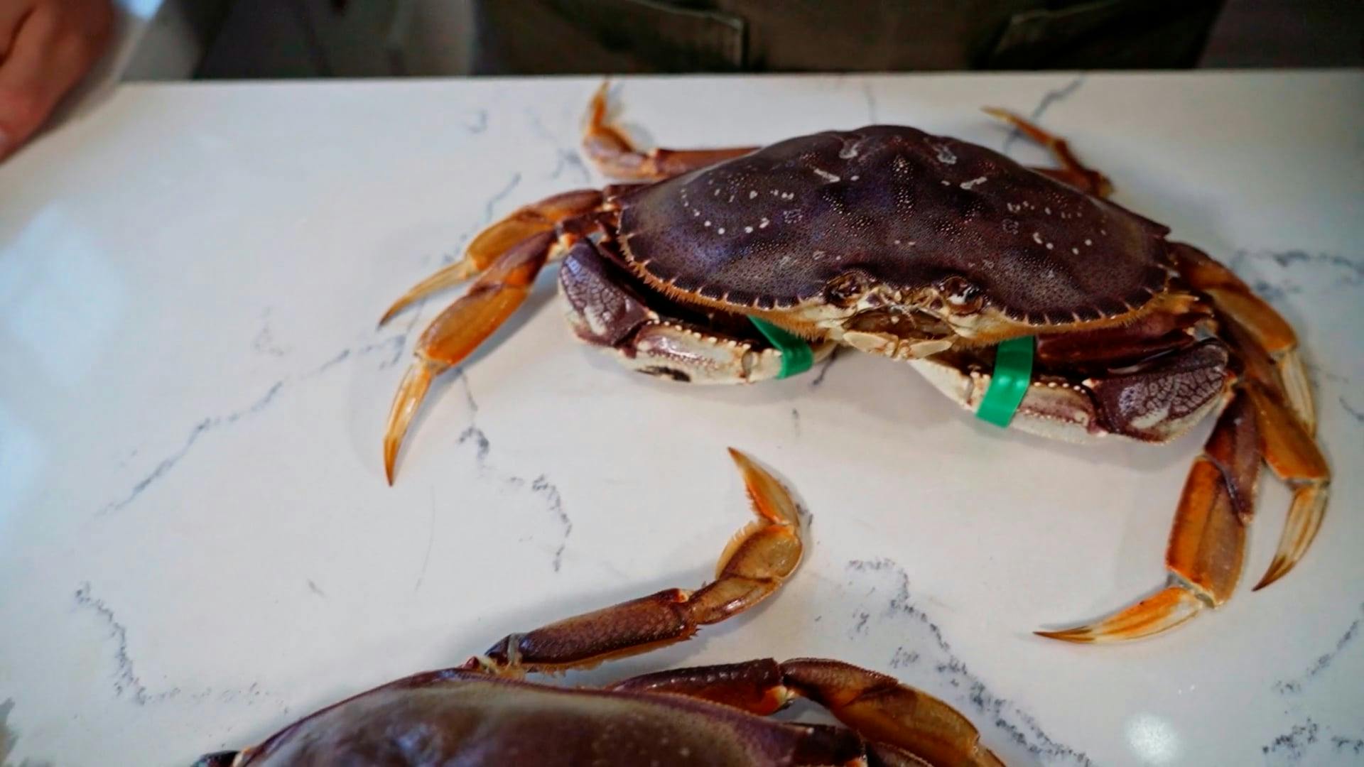 Crab Seafood Videos, Download The BEST Free 4k Stock Video Footage ...