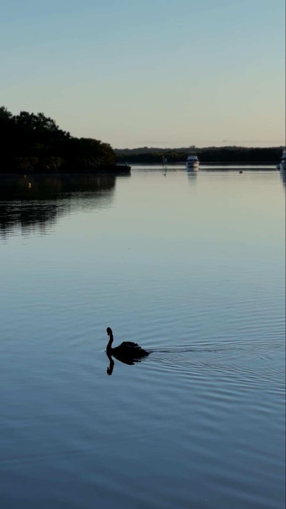 Swan Birds Floating Motionless On A Lake Surface · Free Stock Video