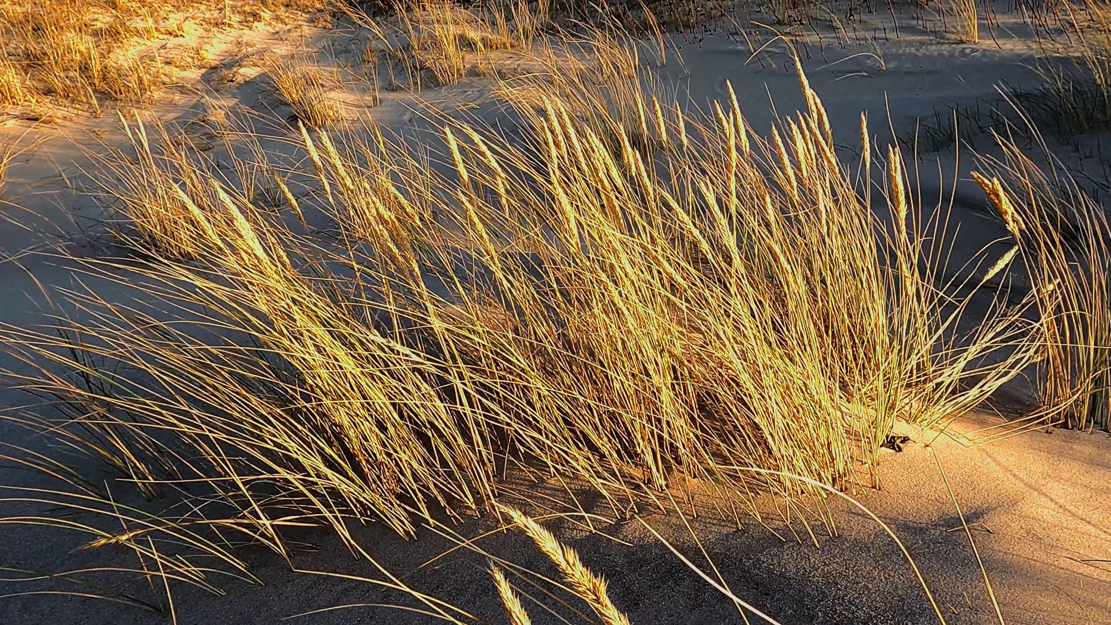 Marram Grass in Sand Dunes Free Stock Video Footage, Royalty-Free 4K ...