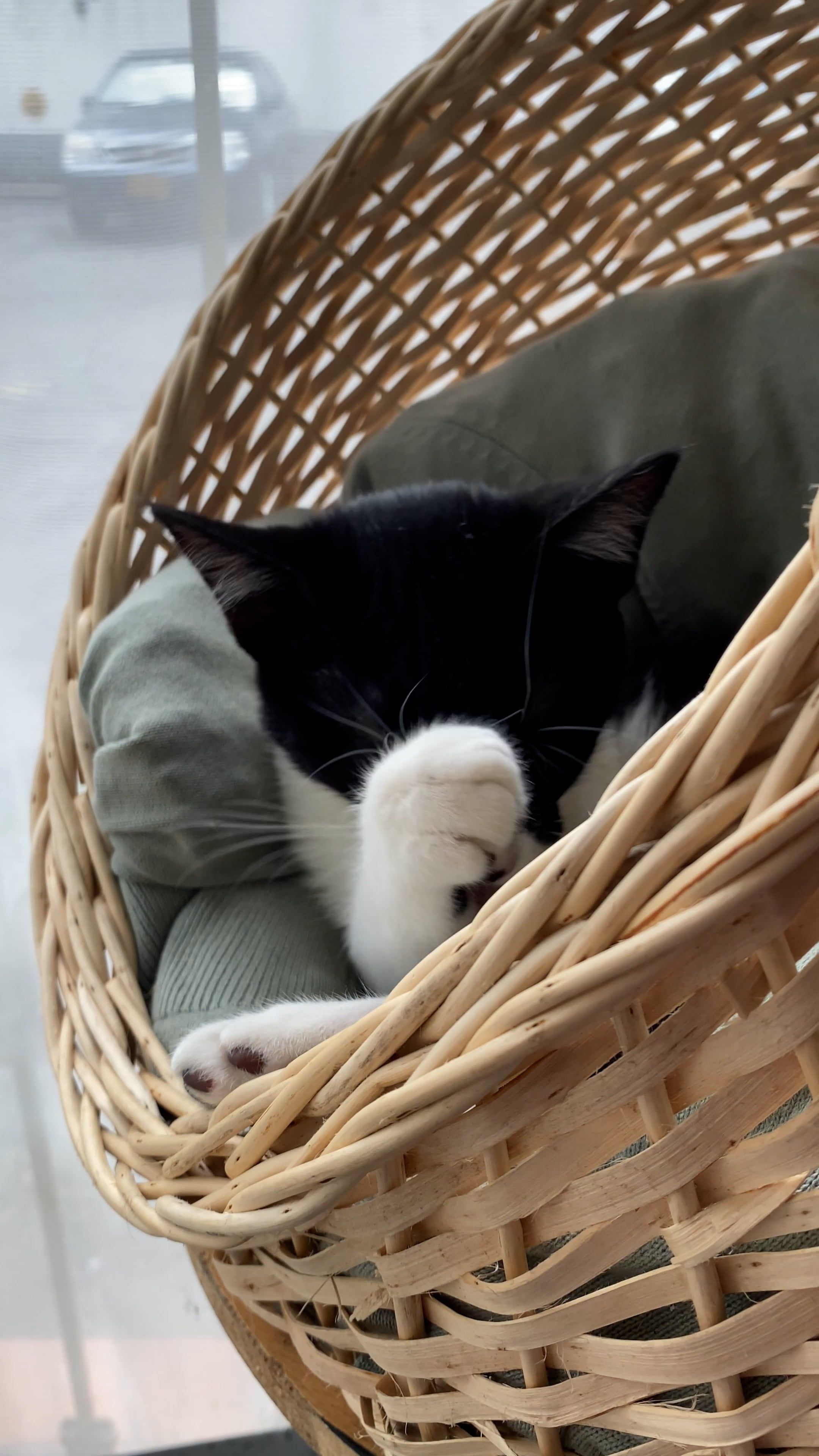 Cat Cleaning itself in Basket Free Stock Video Footage, Royalty-Free 4K ...