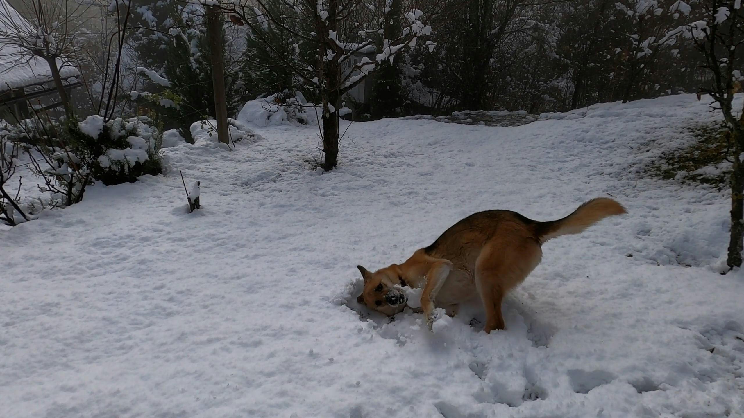 Dogs Digging Free Stock Video Footage, Royalty-Free 4K & HD Video Clip