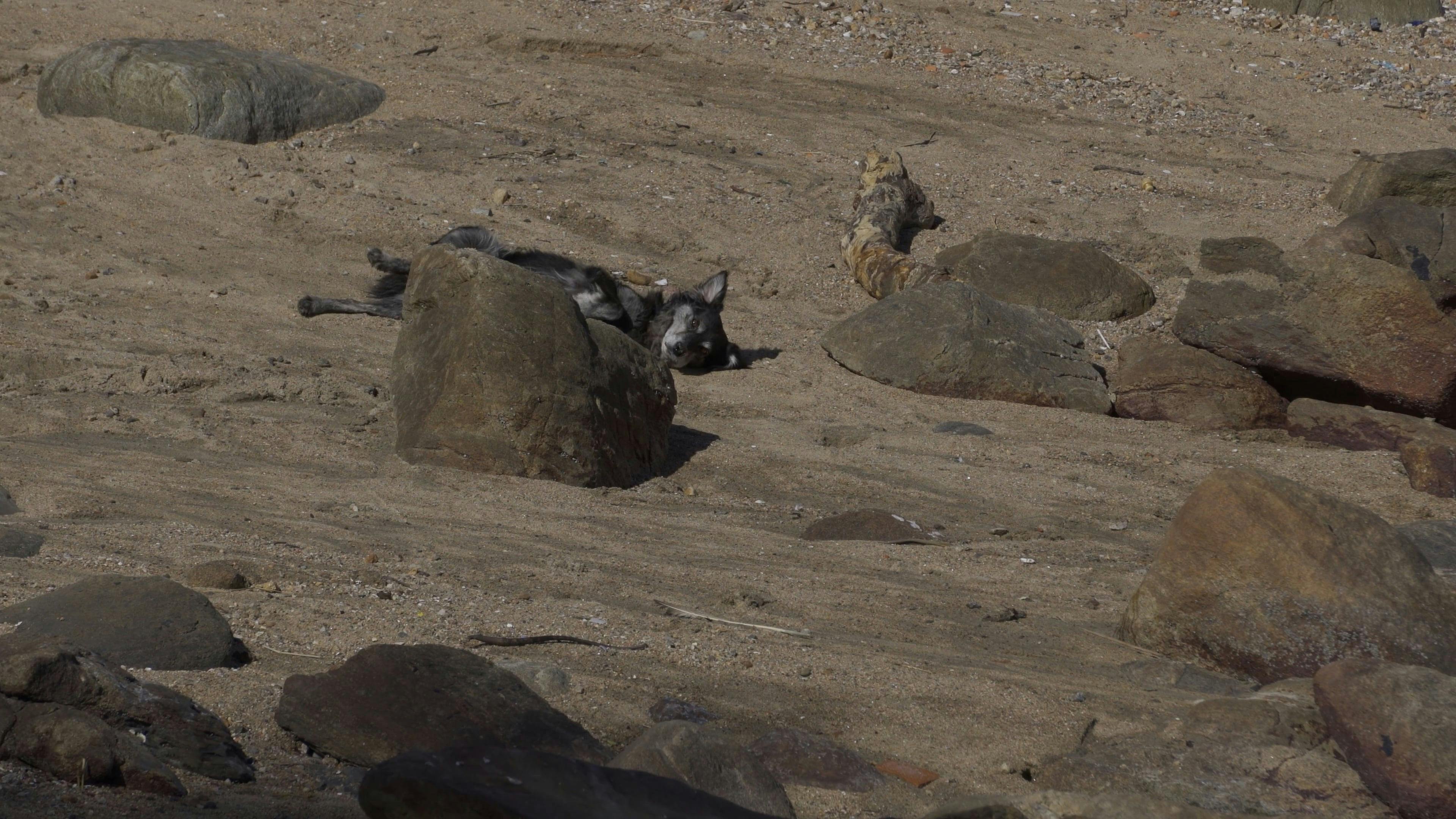 Dog Behavior Videos, Download The BEST Free 4k Stock Video Footage ...