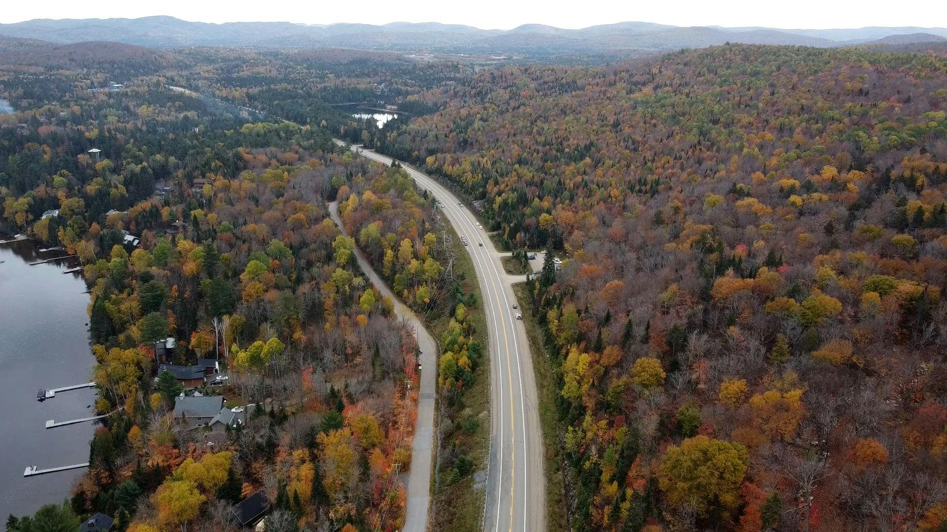 Bird's Eye View Of Trees · Free Stock Video