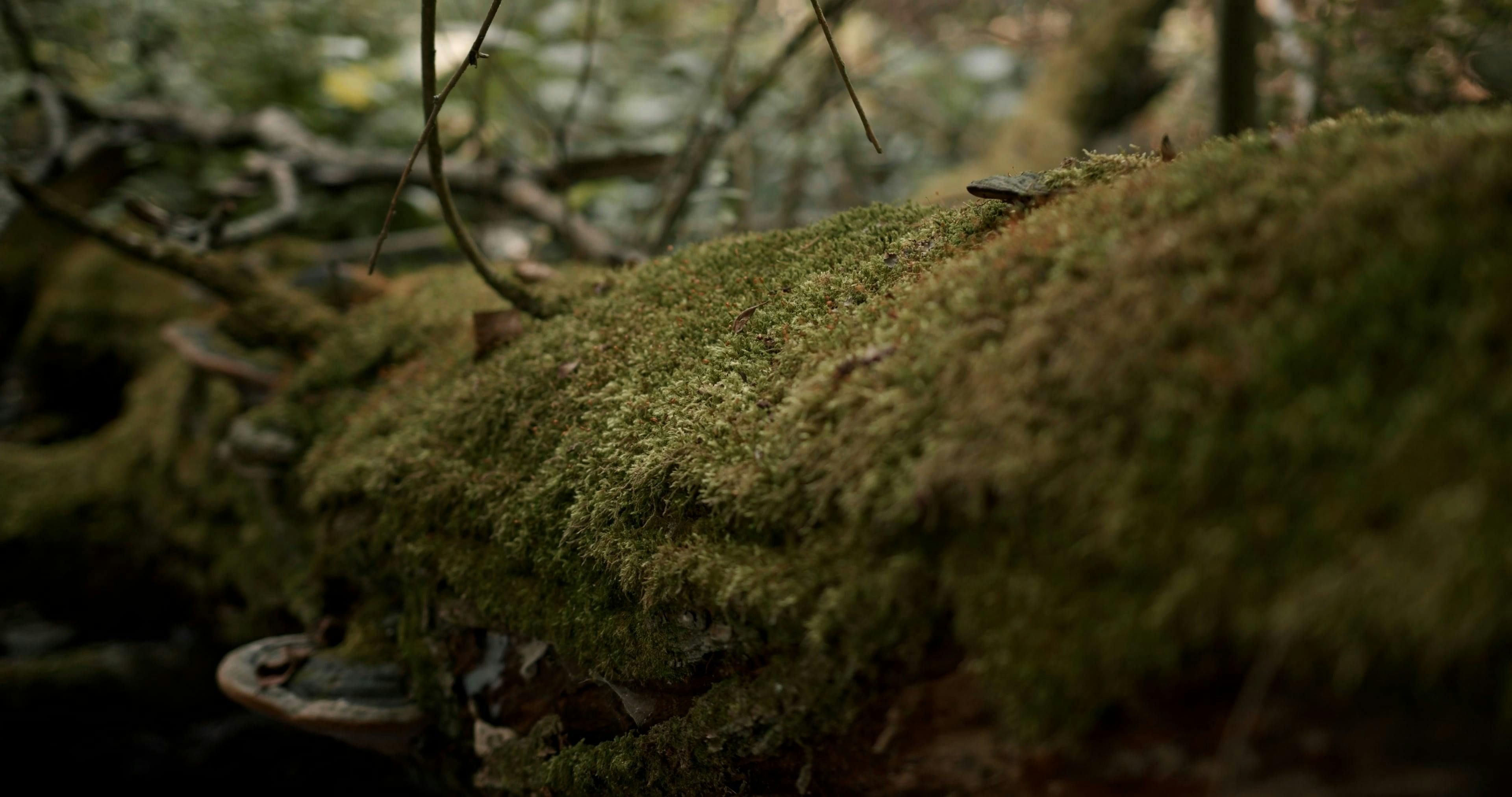 Person Touching Moss Free Stock Video Footage, Royalty-Free 4K & HD ...