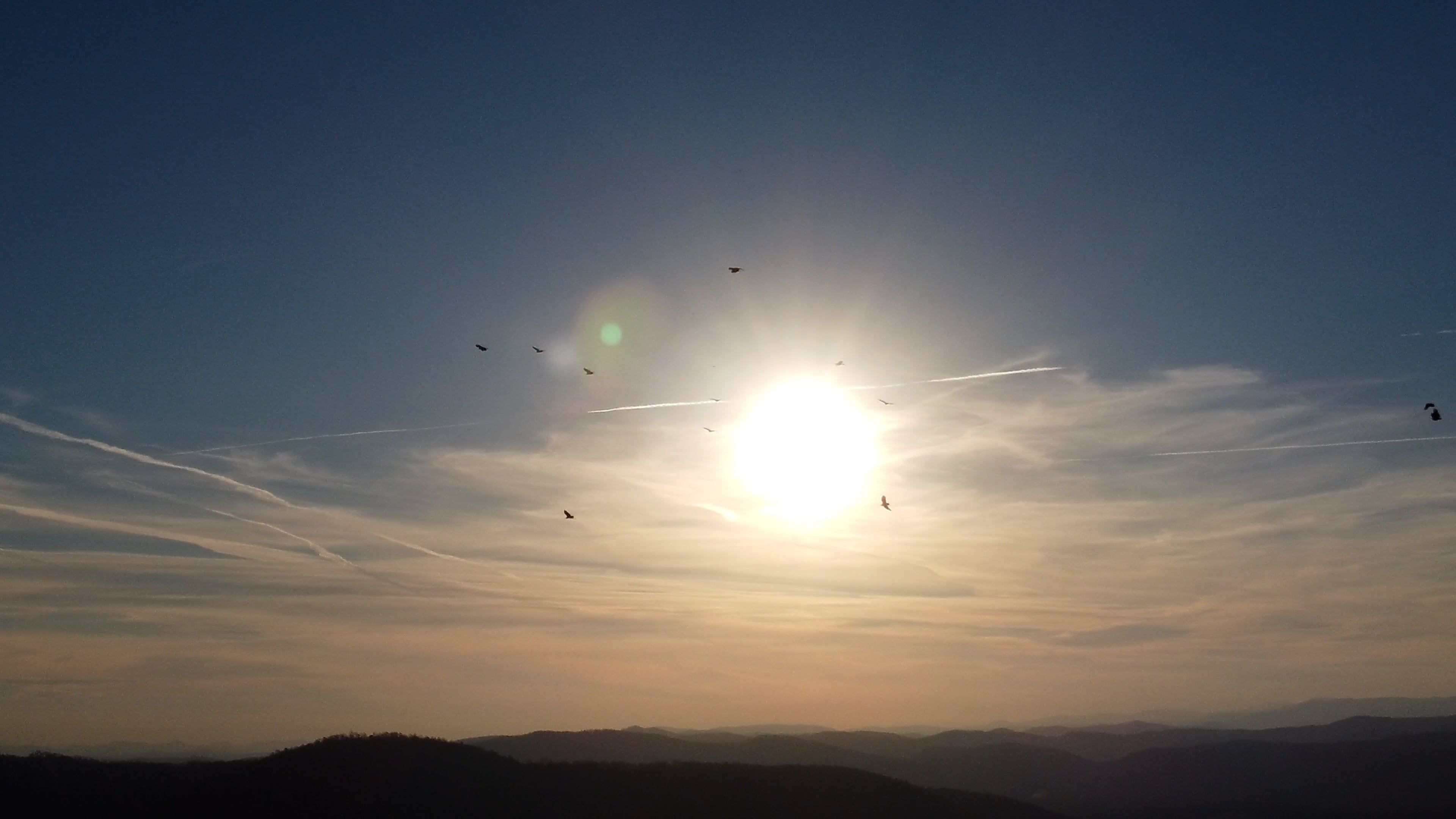 Flock of Birds Flying Under the Sky Free Stock Video Footage, Royalty ...