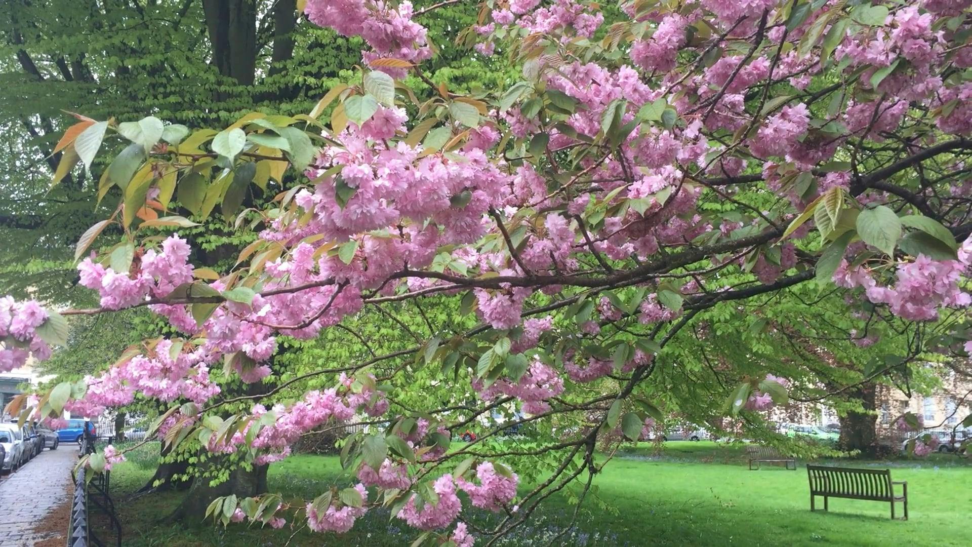 Flowering Tree · Free Stock Video