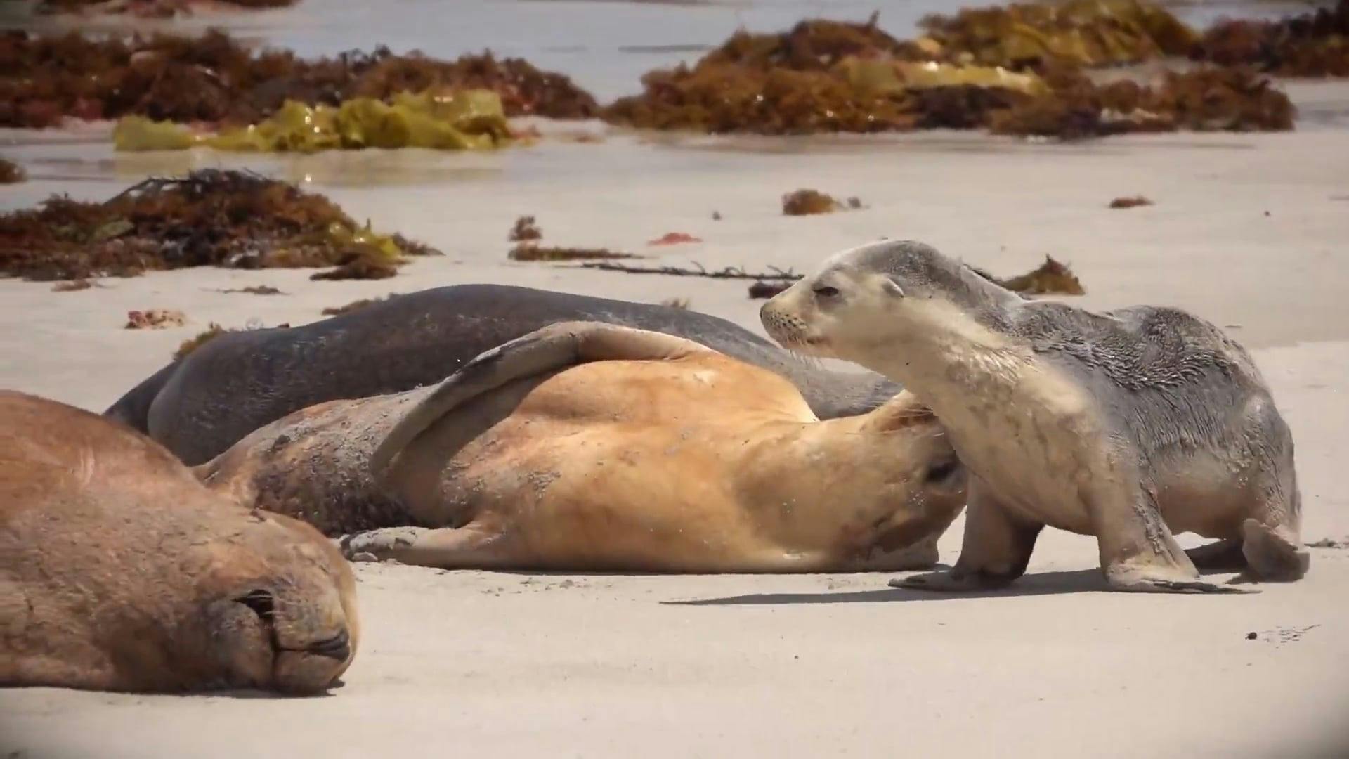 Seal On The Beach Free Stock Video Footage, Royalty-Free 4K & HD Video Clip
