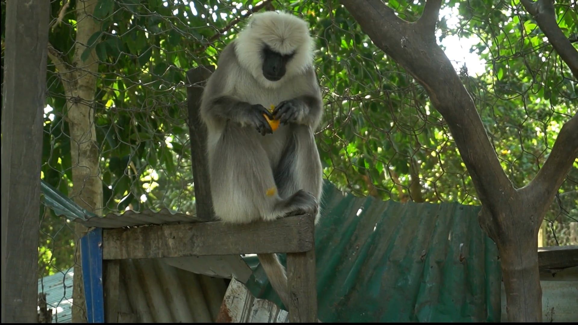 Monkey Staring Videos, Download The BEST Free 4k Stock Video Footage ...