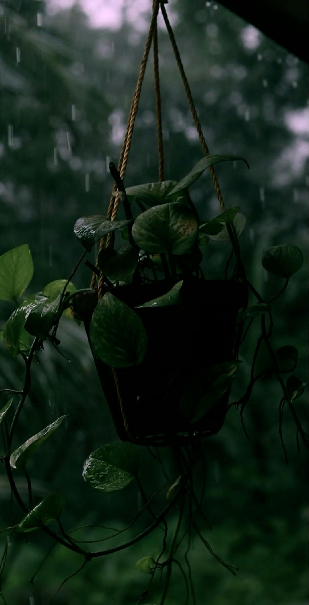 Rainfall over Leaves and Flower Free Stock Video Footage, Royalty-Free ...