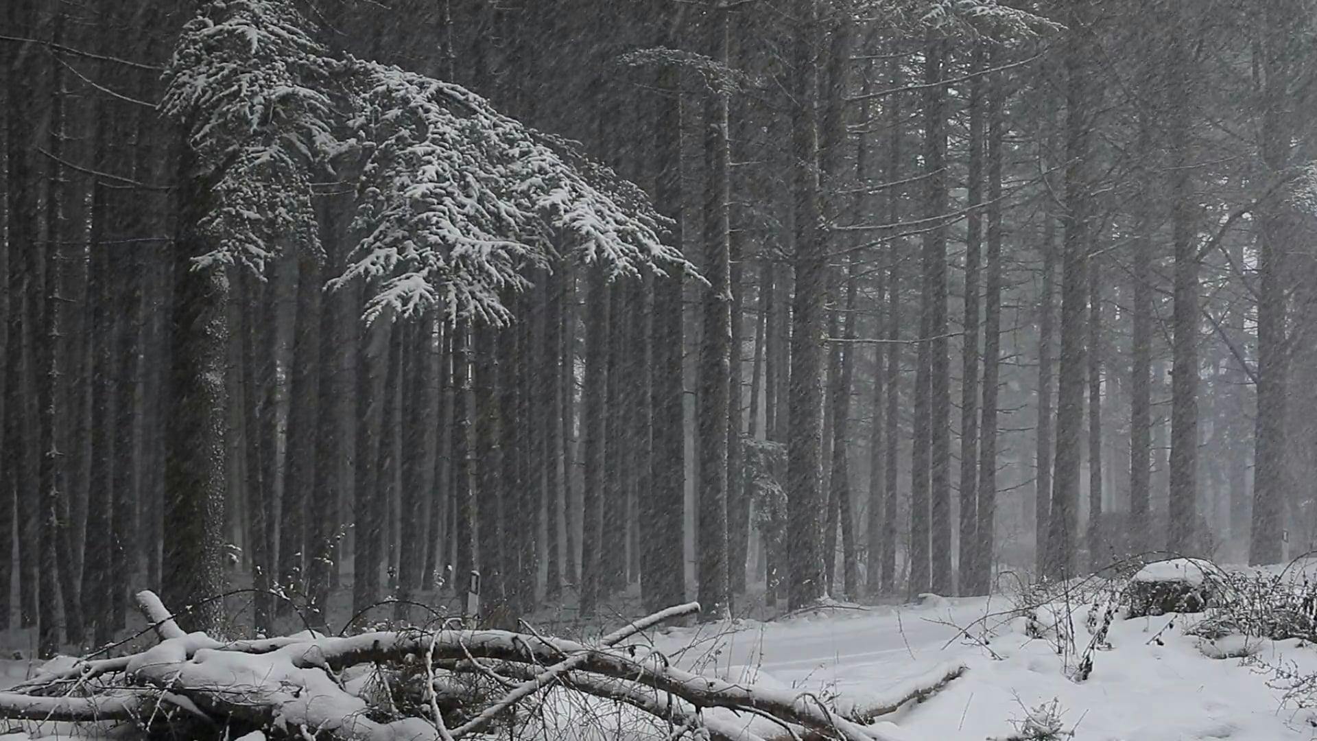 Snowfall in Forest Free Stock Video Footage, Royalty-Free 4K & HD Video ...