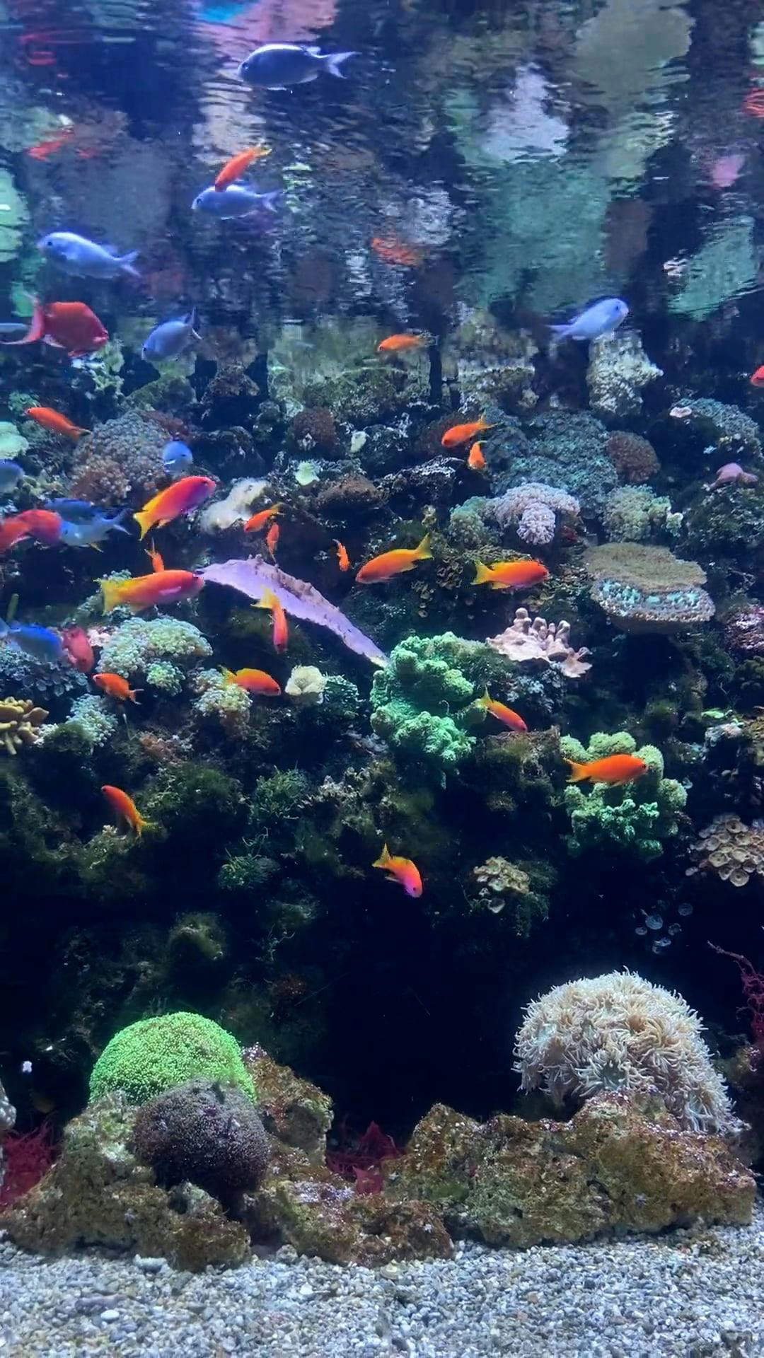 Underwater View of Fish Free Stock Video Footage, Royalty-Free 4K & HD ...