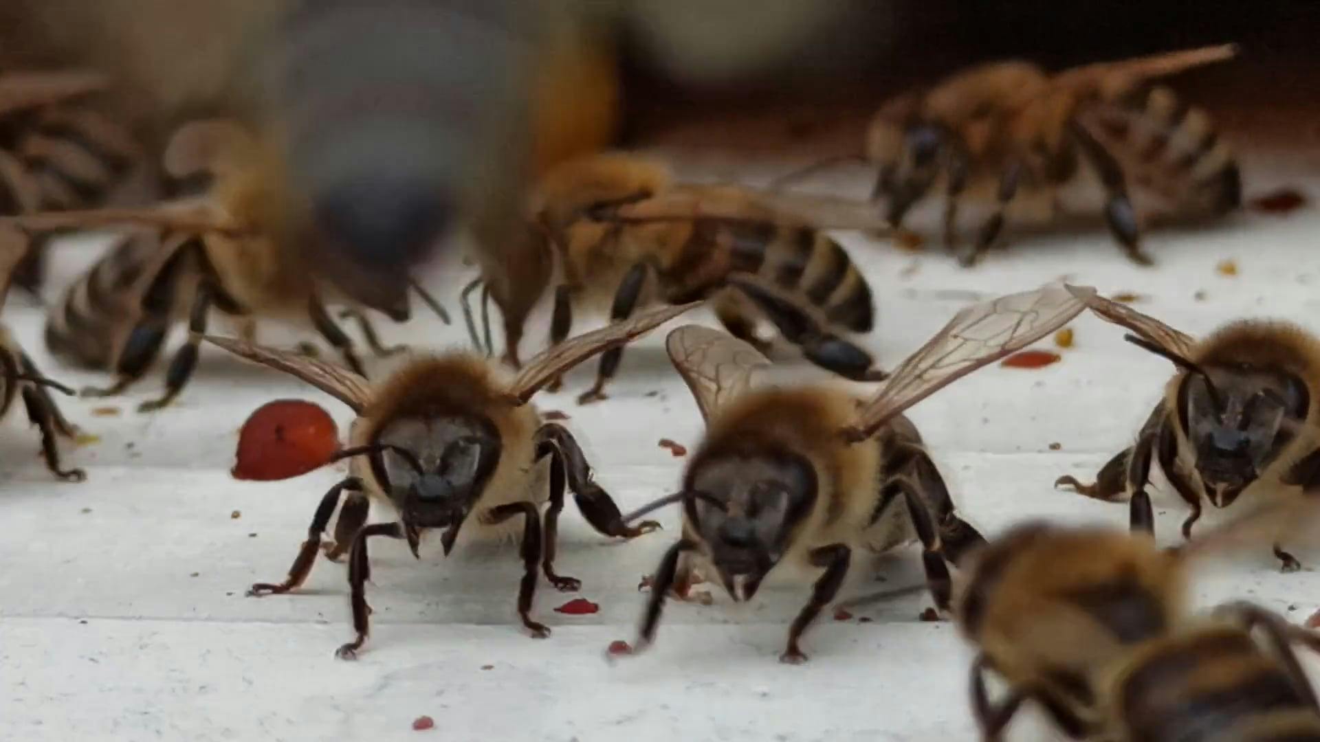 Close Up Video of Bees Crawling on a White Surface Free Stock Video ...