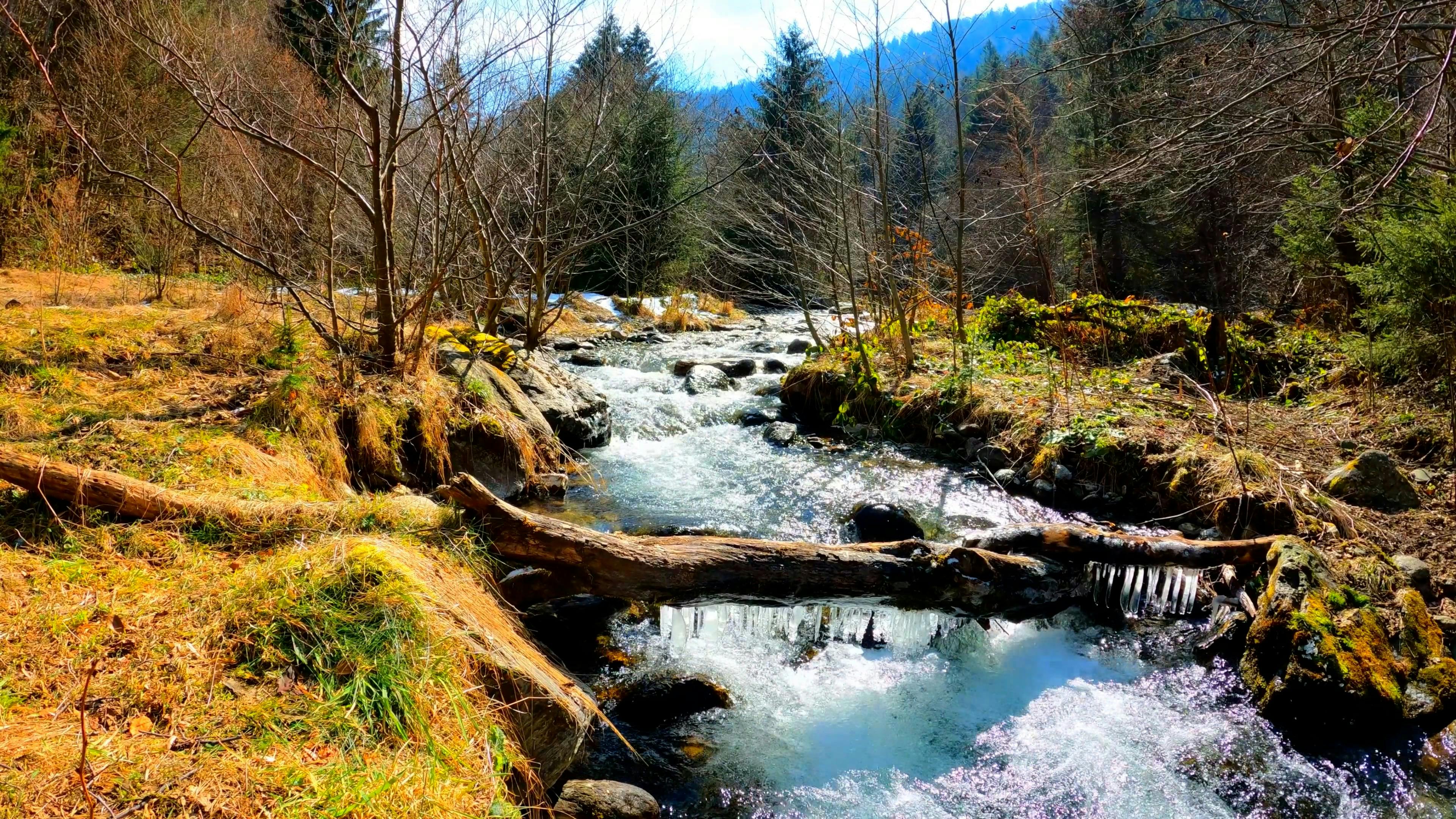 Tree Trunk over Stream Free Stock Video Footage, Royalty-Free 4K & HD ...