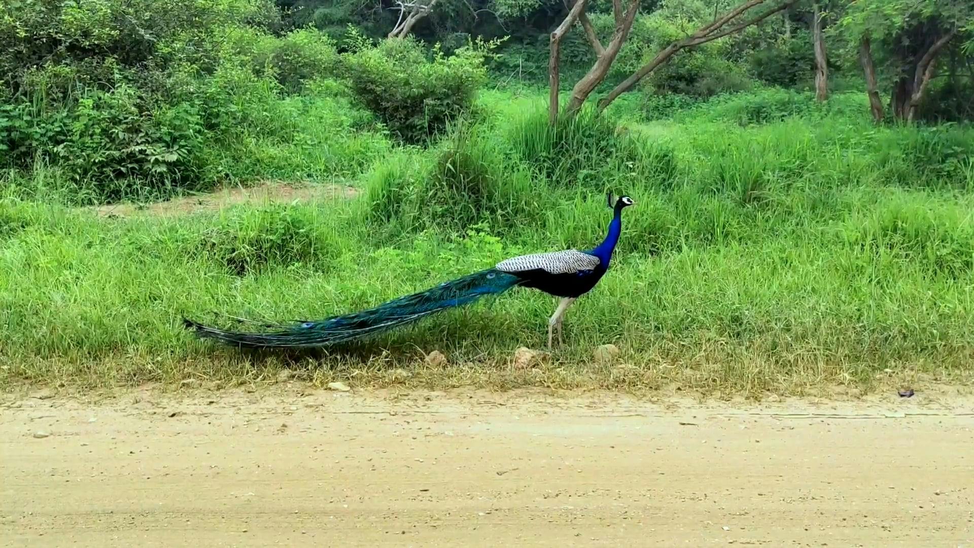 Peacock Walking in Grass Free Stock Video Footage, Royalty-Free 4K & HD ...