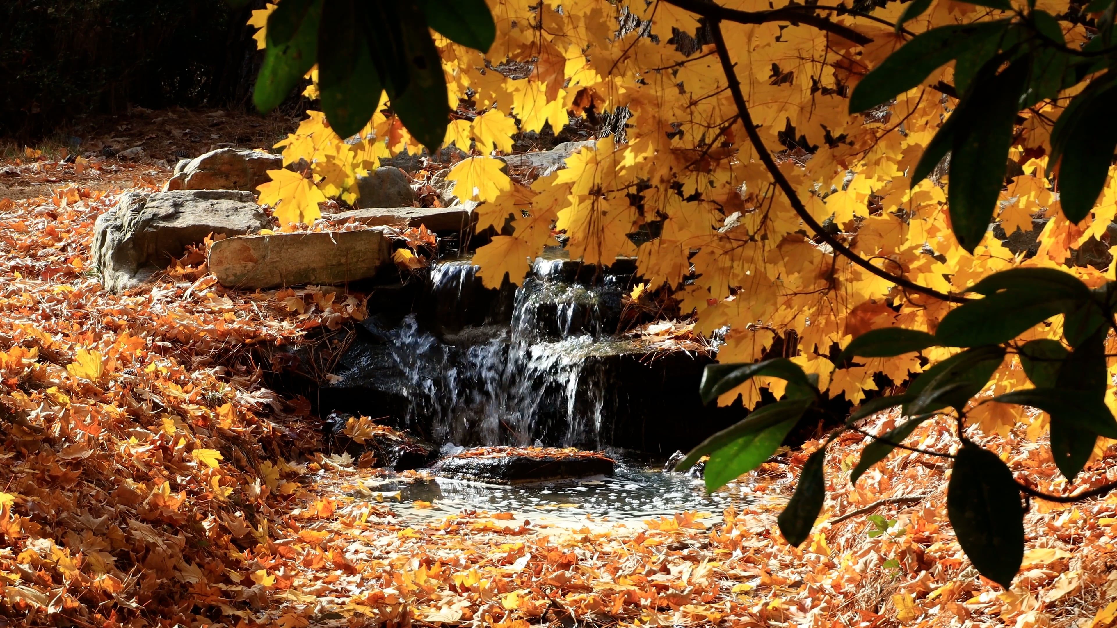 Autumn Leaves and a Small Cascade in a Park Free Stock Video Footage ...