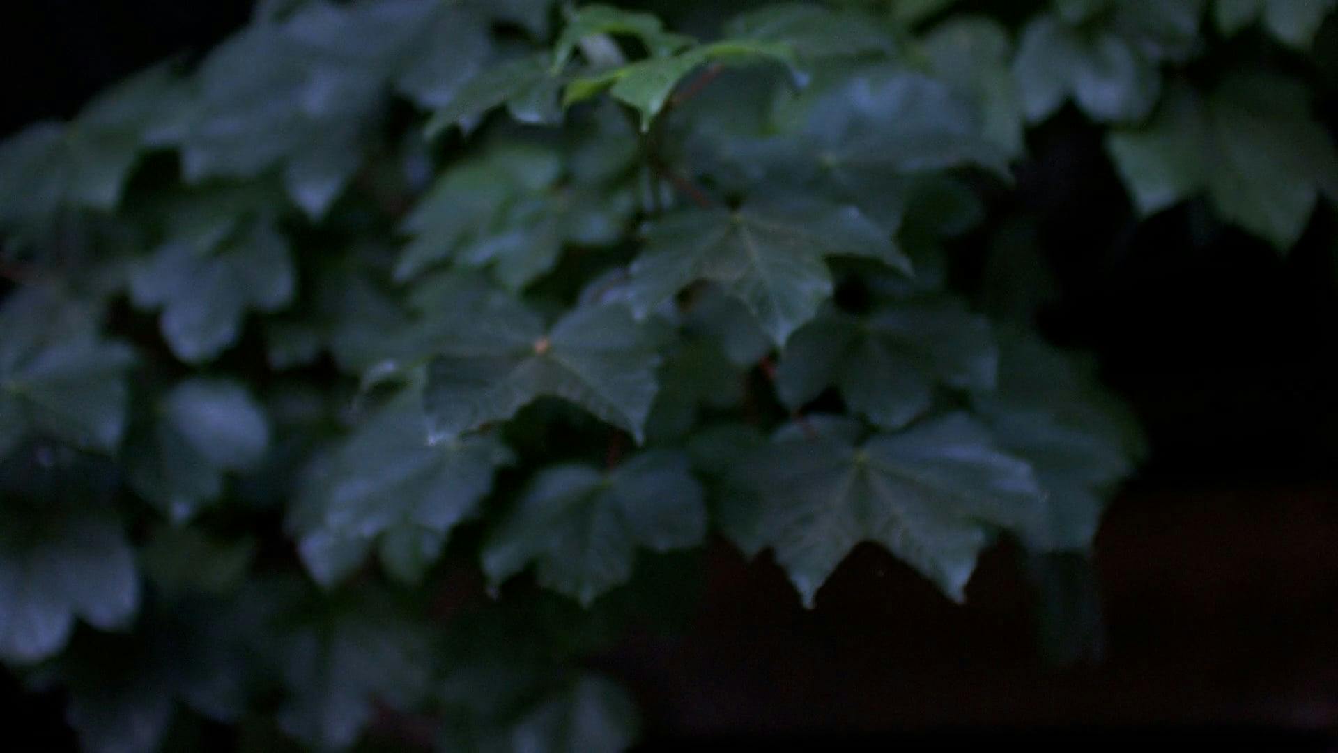 Green Leaves Shaking in Wind Free Stock Video Footage, Royalty-Free 4K ...