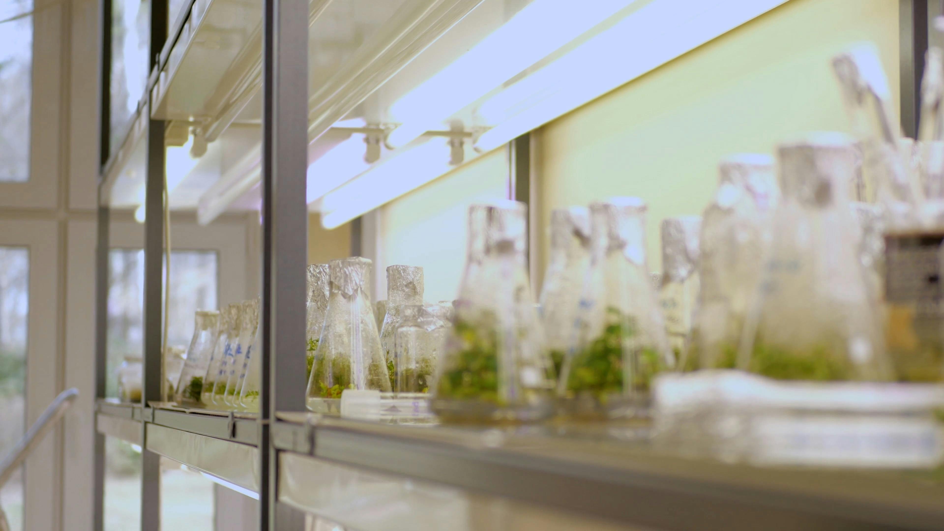 Glass Flasks on Shelf in Laboratory Free Stock Video Footage, Royalty ...