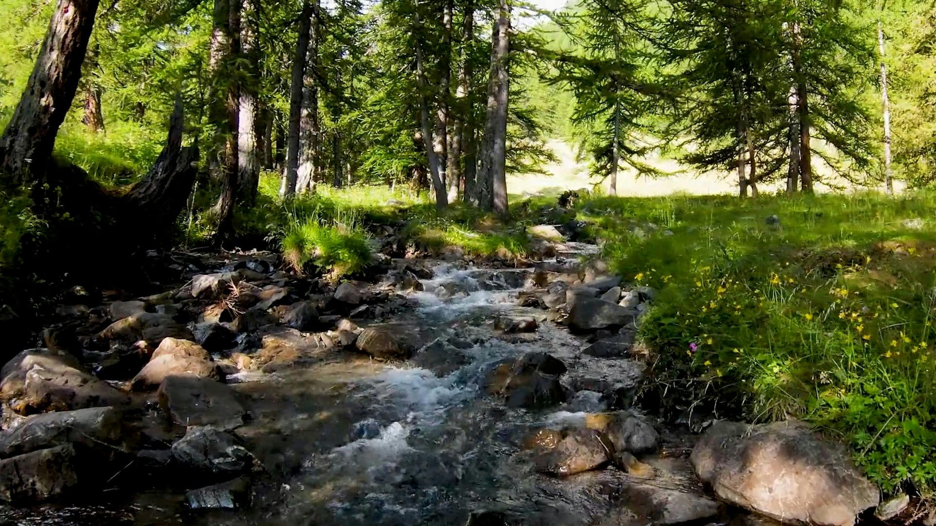 A Water Flowing in the River Free Stock Video Footage, Royalty-Free 4K ...