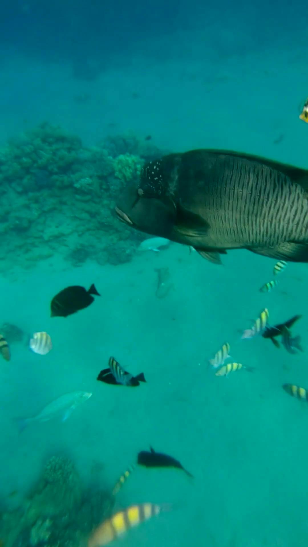 Footage Of Shrimp Underwater Free Stock Video Footage, Royalty-Free 4K ...