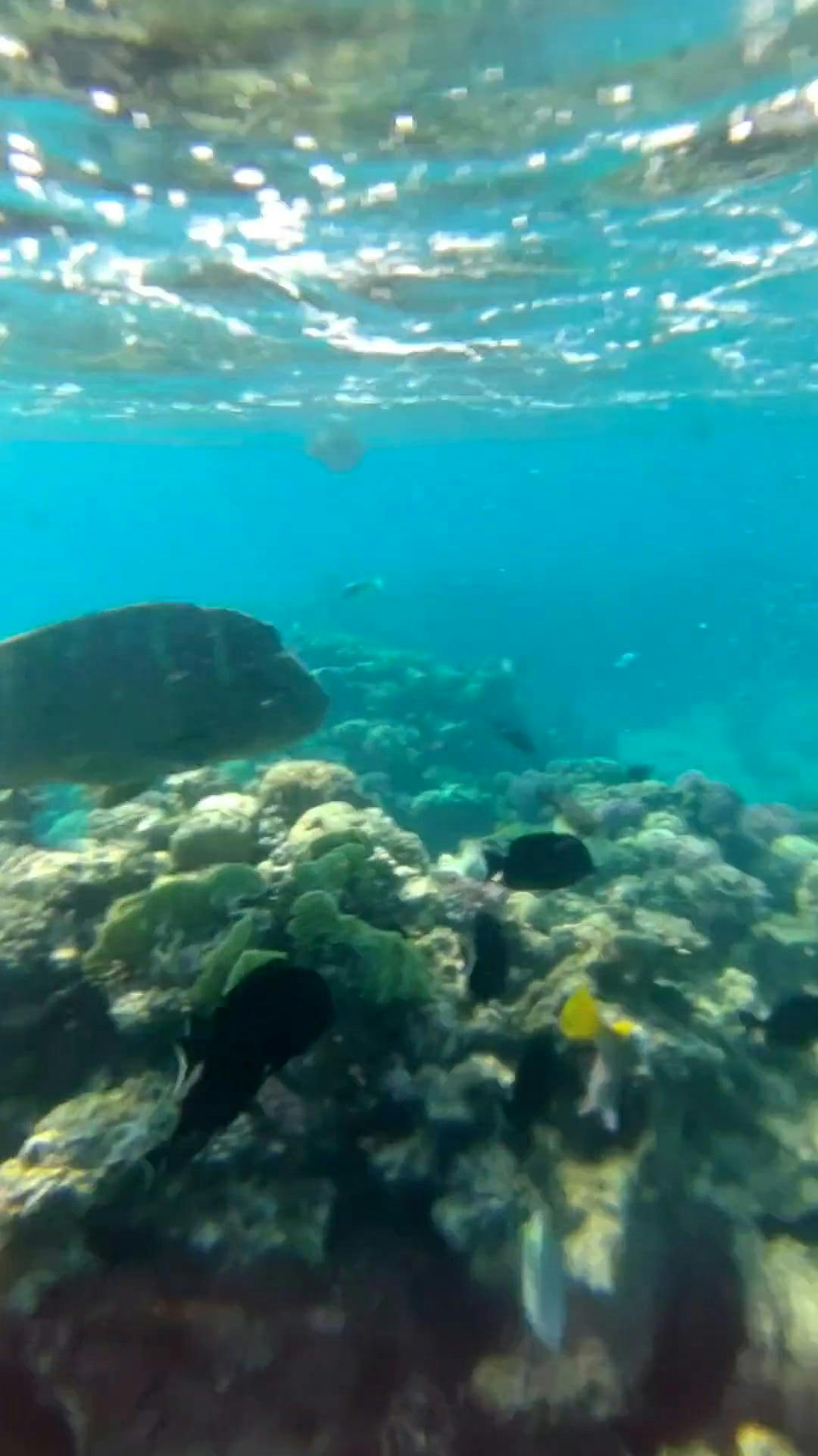 Compilation Video Of Underwater Living Things Free Stock Video Footage ...