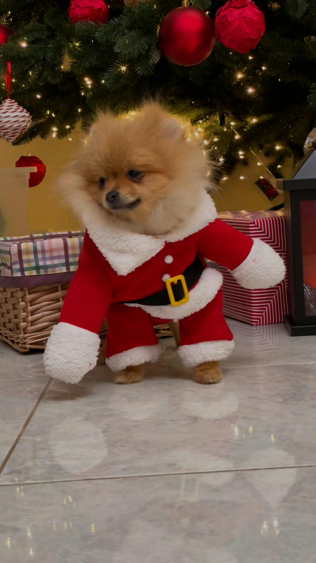 Yule Dog Videos, Download The BEST Free 4k Stock Video Footage & Yule ...