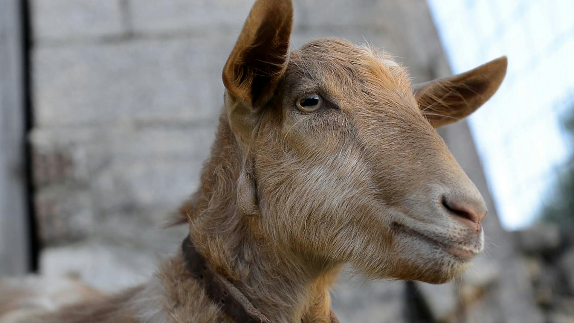 Goat Fivem Videos, Download The BEST Free 4k Stock Video Footage & Goat ...