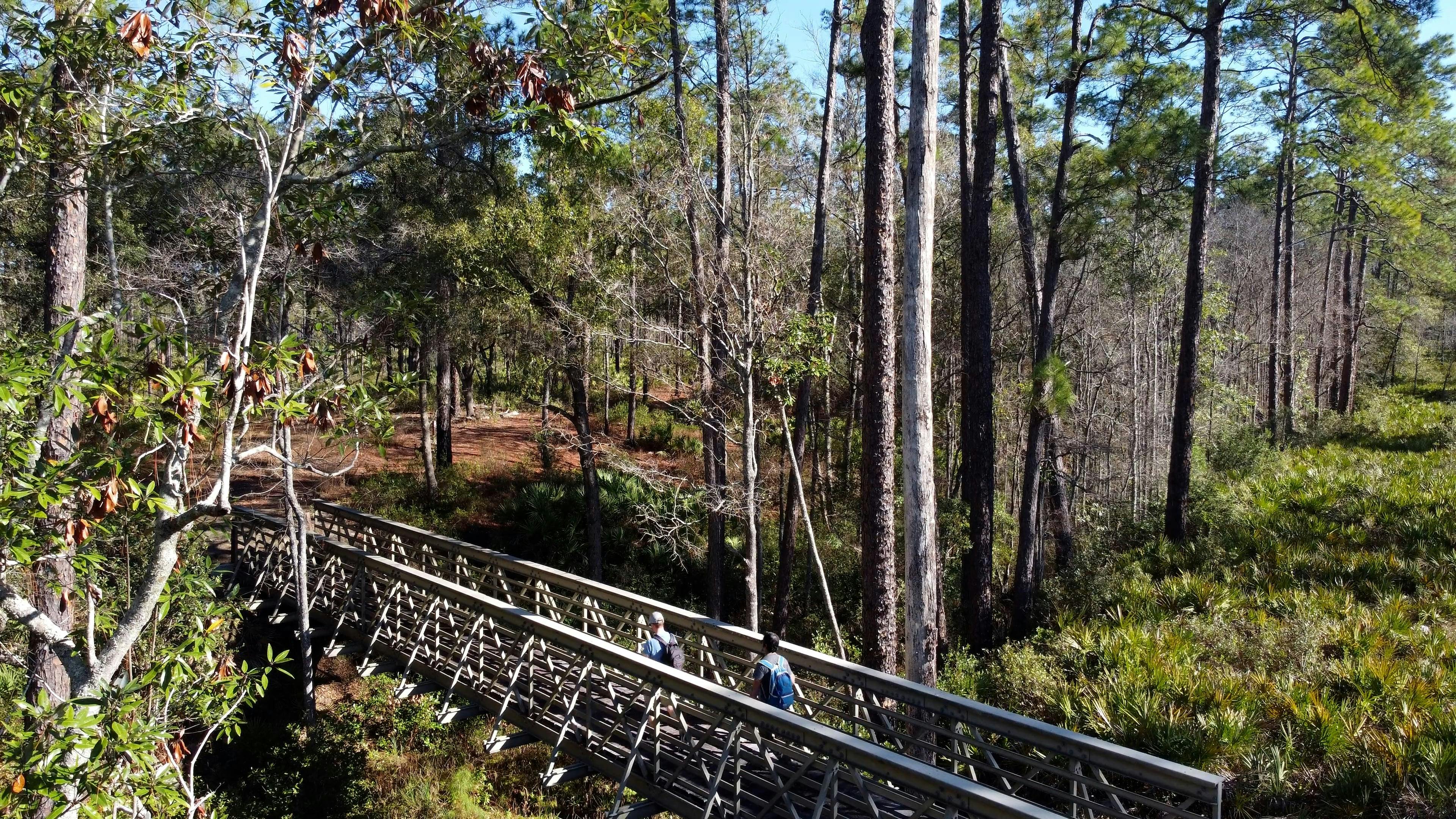 People Hiking in a Forest Free Stock Video Footage, Royalty-Free 4K ...