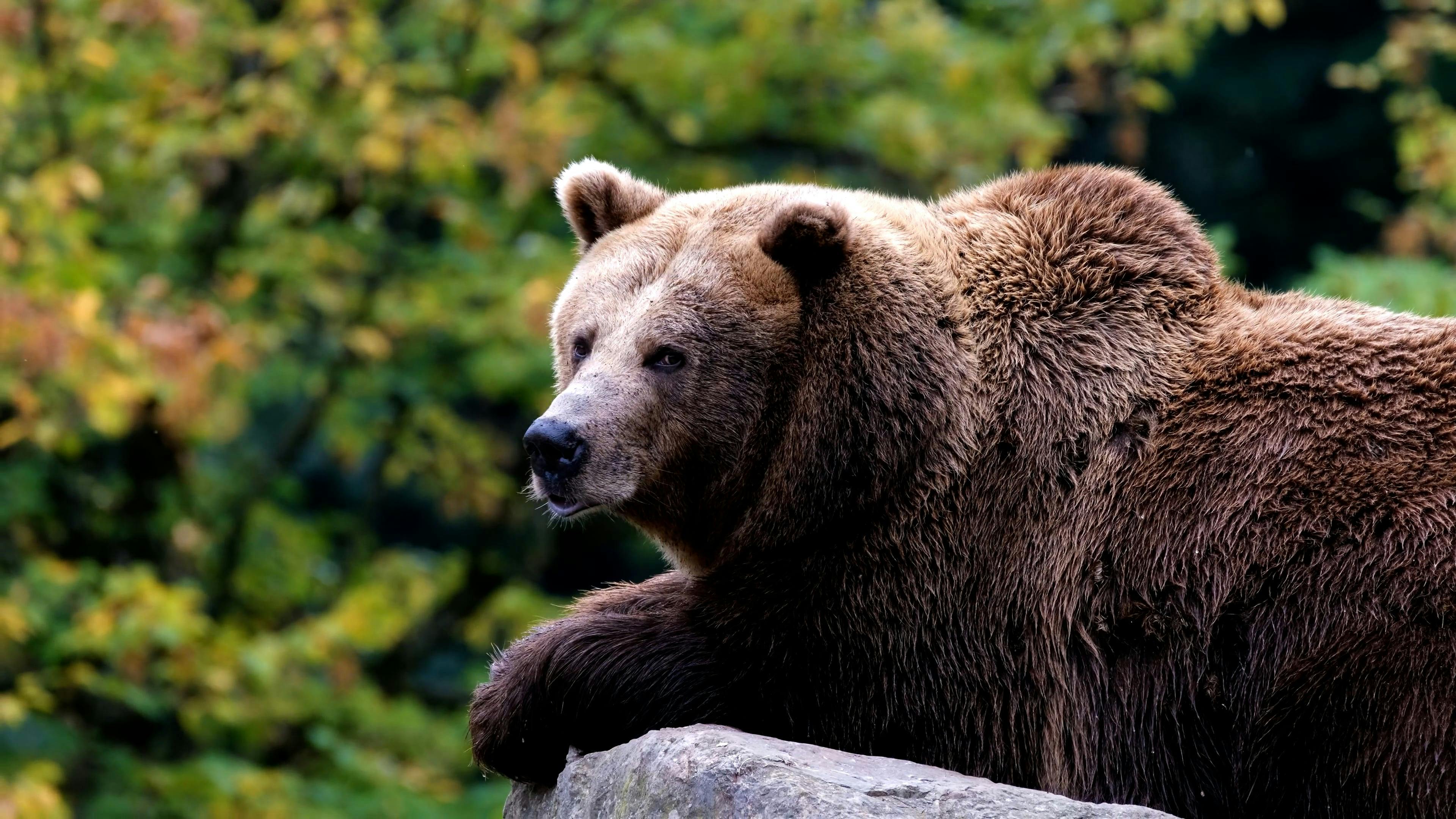A Brown Bear Lying Down and Resting Free Stock Video Footage, Royalty ...