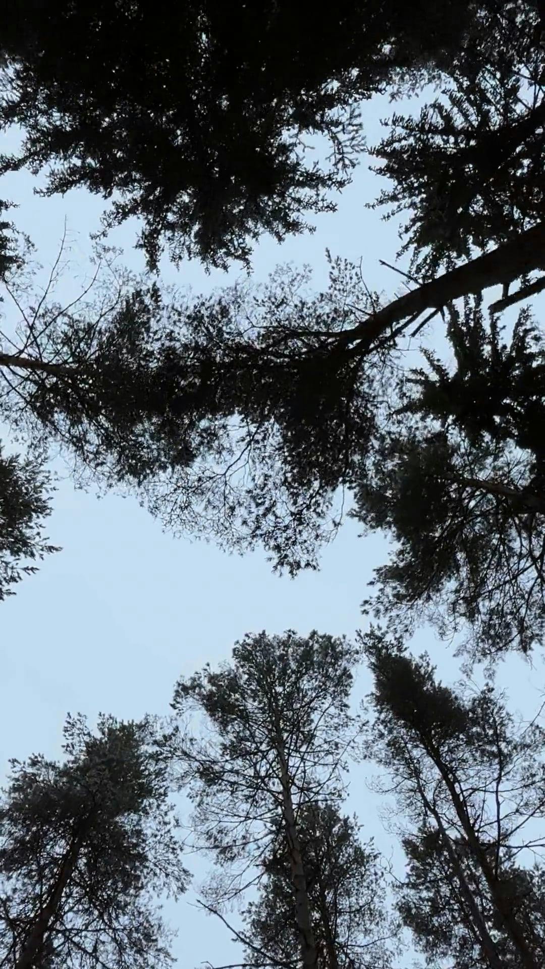 Tall Trees in Forest from Directly Below Perspective Free Stock Video ...