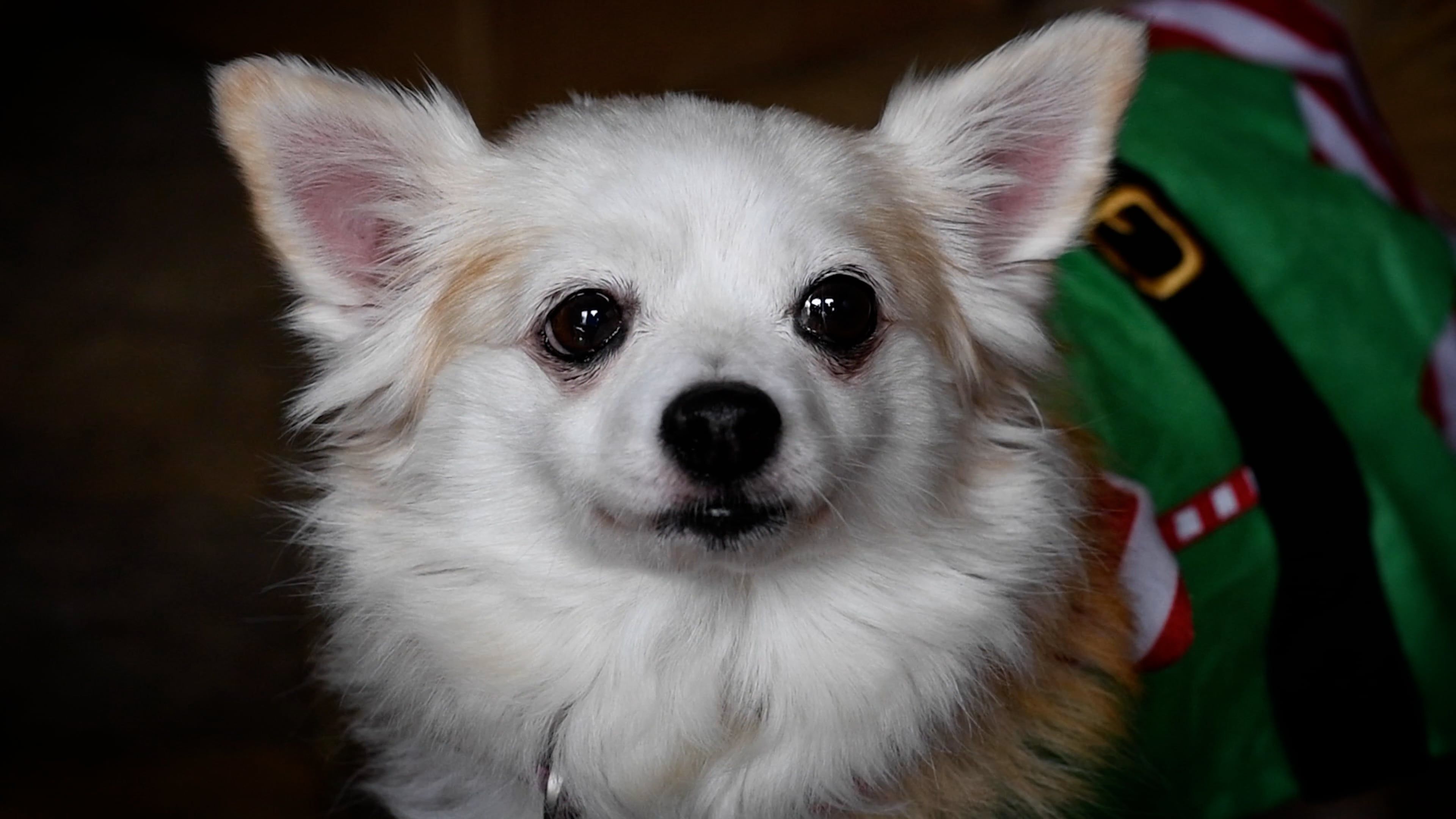 Funny Dog Face Videos, Download The BEST Free 4k Stock Video Footage ...
