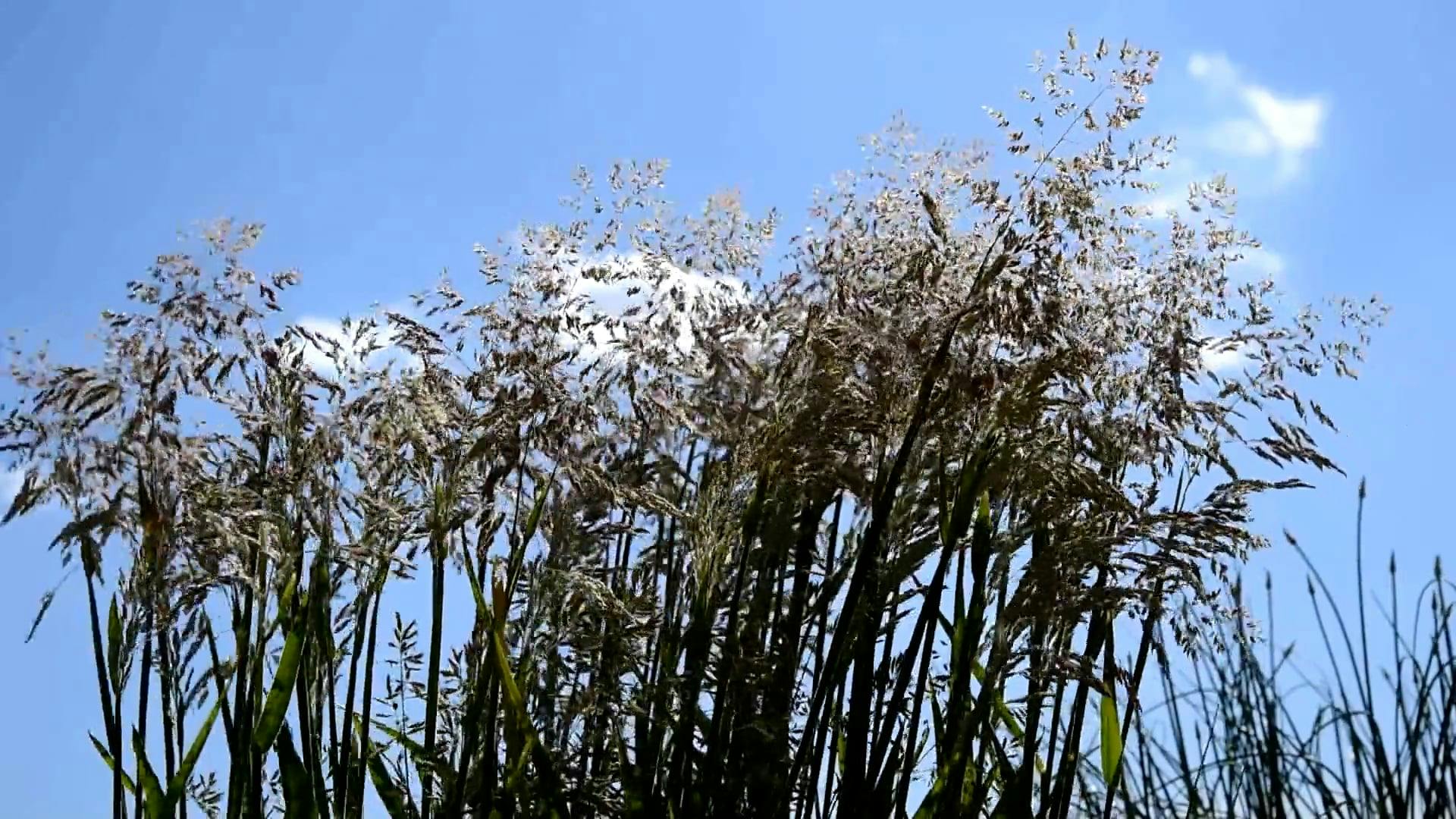 Plants Waving on Wind Free Stock Video Footage, Royalty-Free 4K & HD ...