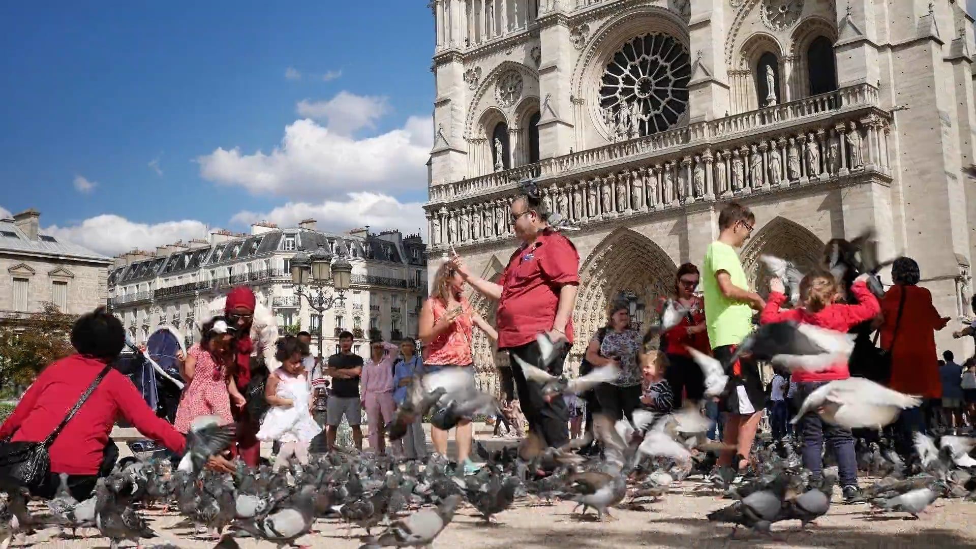 Time Lapse of Pigeons by Notre Dame Free Stock Video Footage, Royalty ...