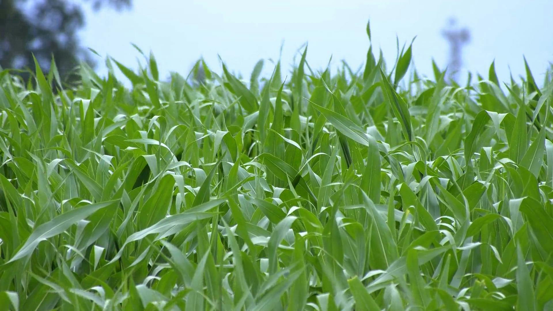 Green Grasses Waving on Wind Free Stock Video Footage, Royalty-Free 4K ...