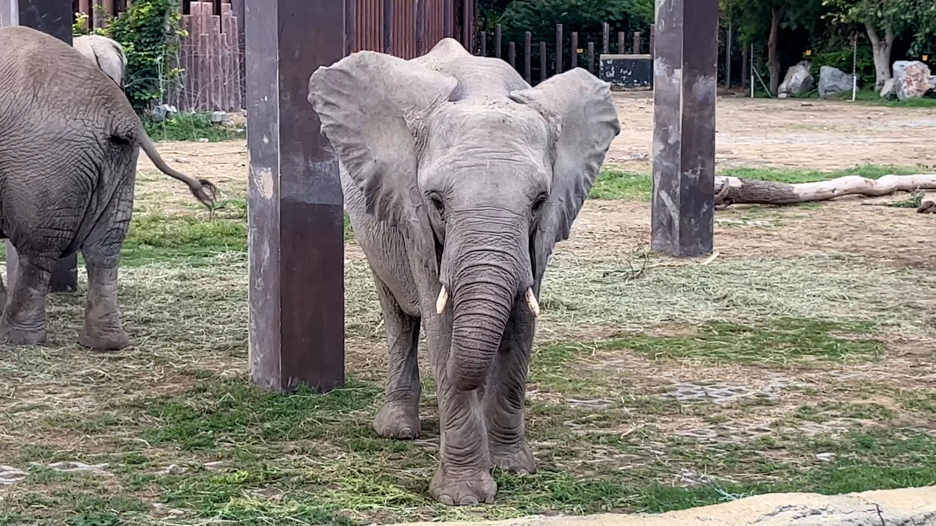 Elephants at Zoo · Free Stock Video
